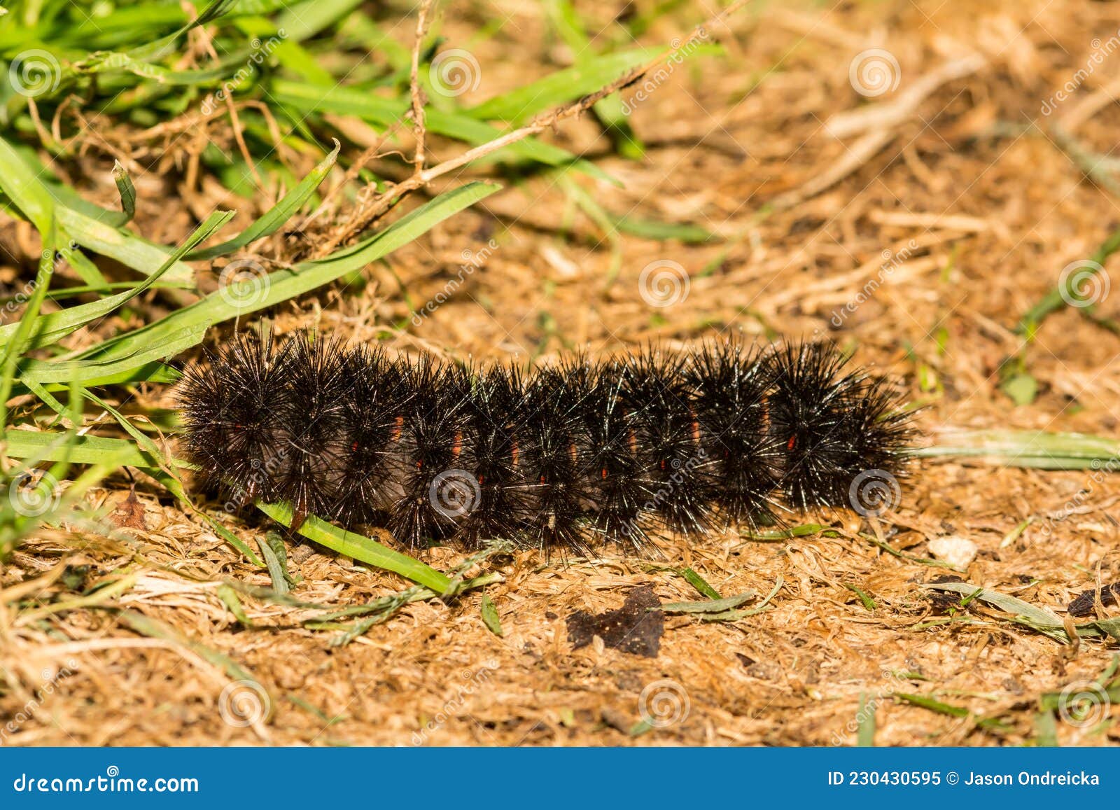Giant Leopard Caterpillar- Hypercompe Scribonia Stock Image - Image of ...