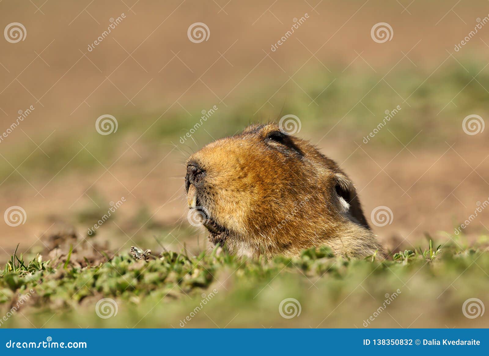Giant Mole-rat Near The Burrow In Bale Mountains Royalty-Free Stock ...