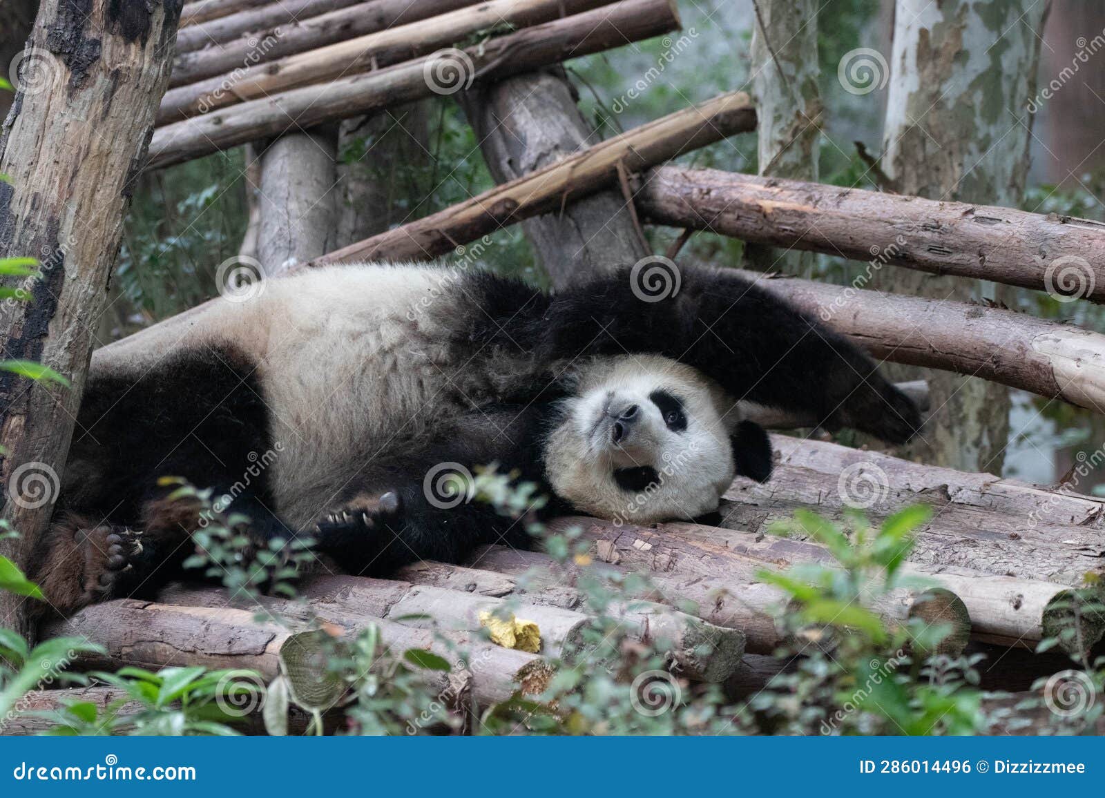 Close Up Giant Panda in Chengdu Panda Base, China Stock Photo - Image ...