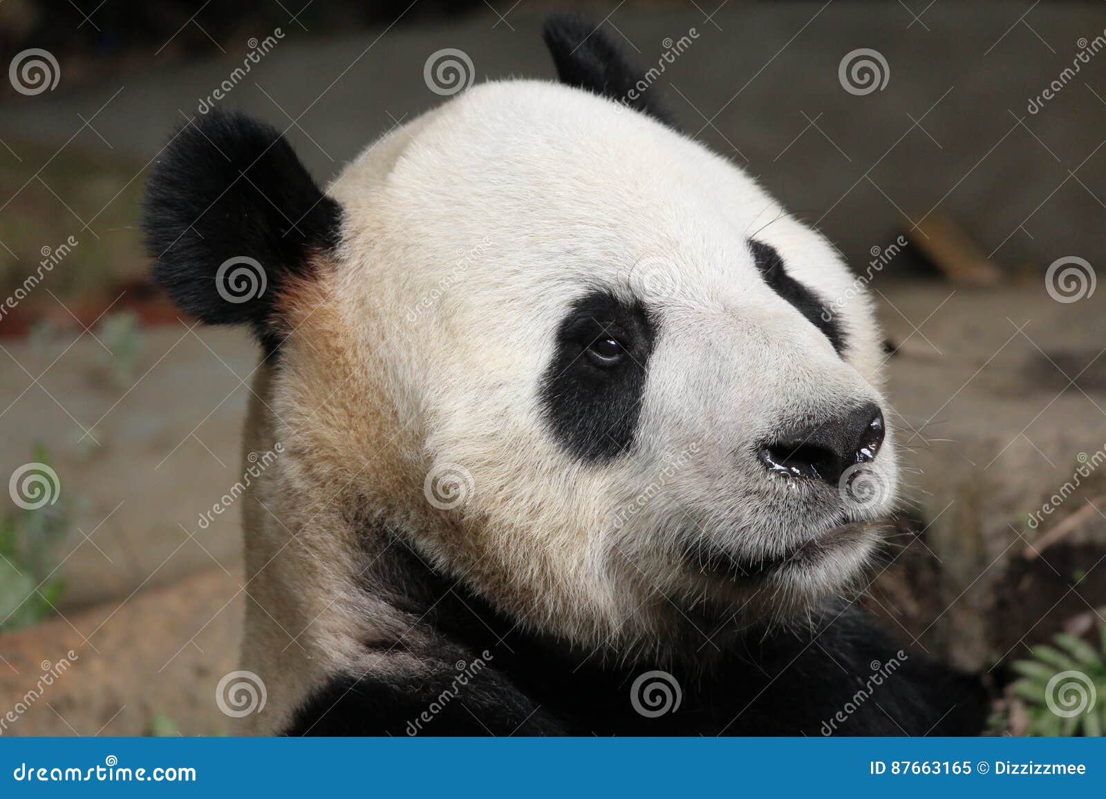 Close-up of Giant Panda& X27; Face Stock Image - Image of close, male ...