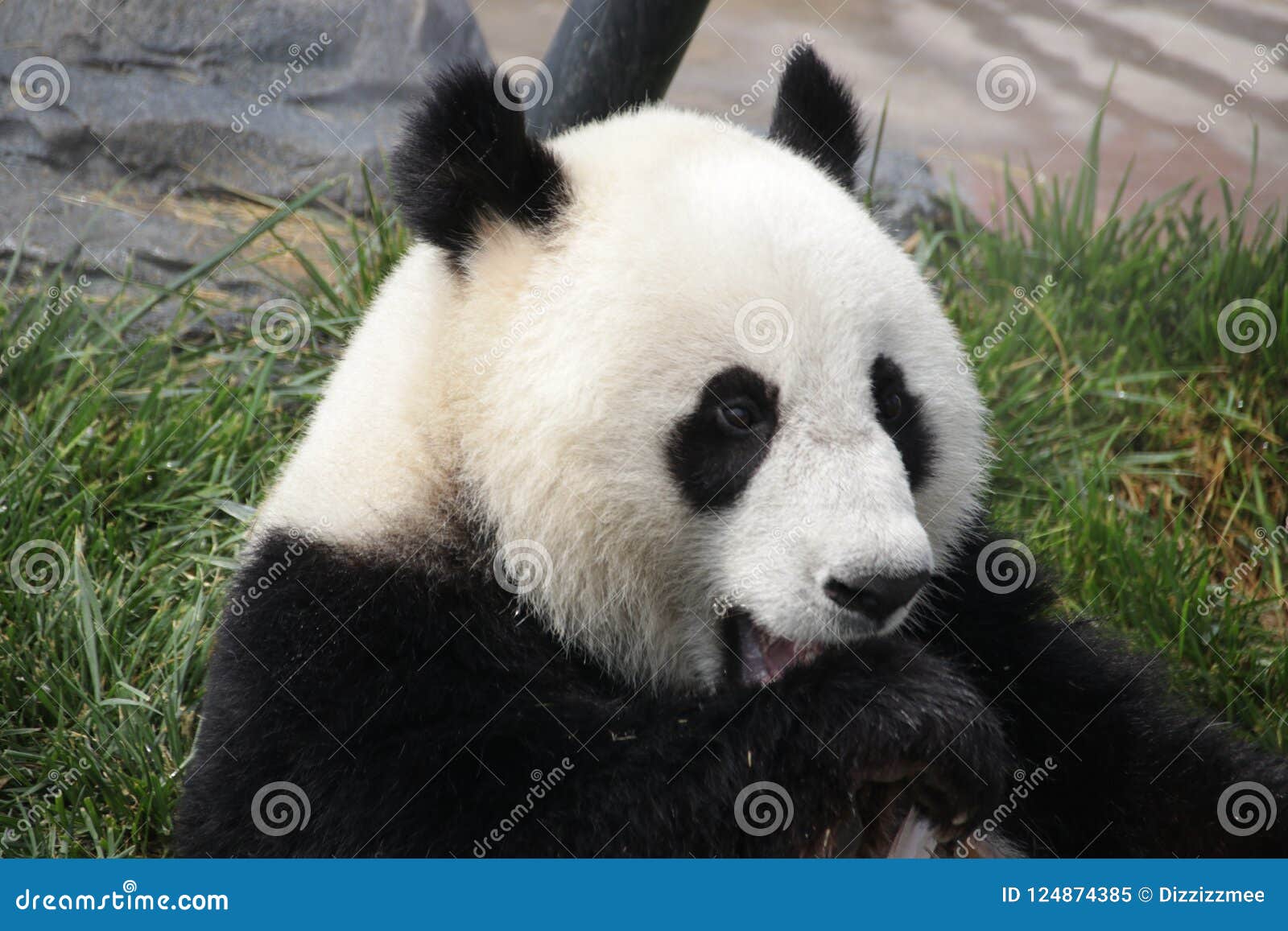 Close-up Giant Panda`s Fluffy Face Stock Image - Image of close ...