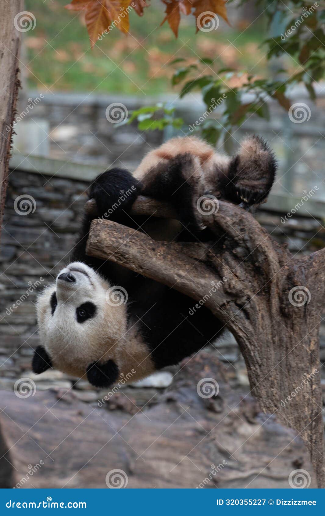 Close Up Giant Panda, Shenshuping, Wolong Panda Base Stock Image ...