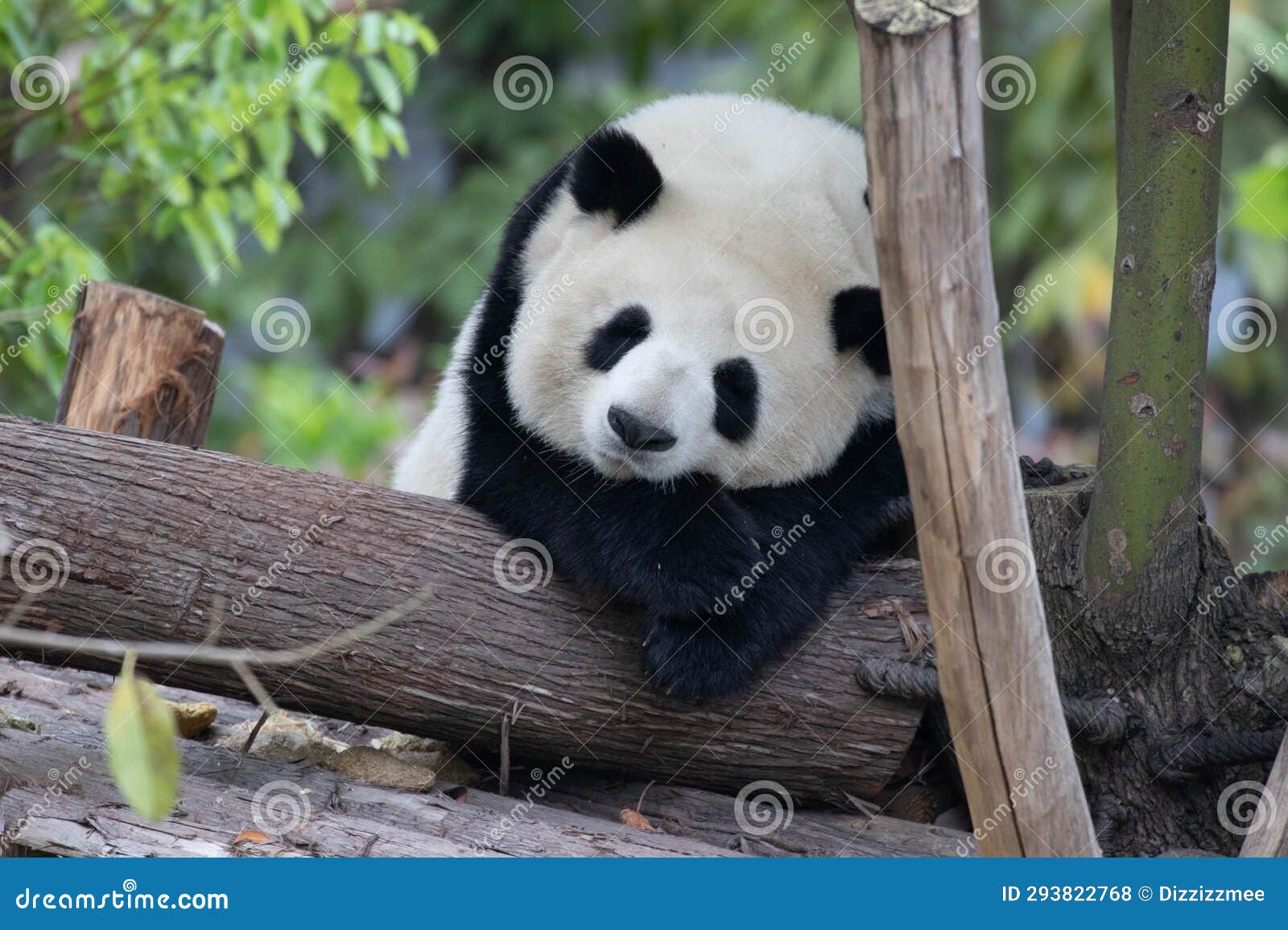 Close Up Giant Panda Sleeping on the Tree Stock Photo - Image of ...