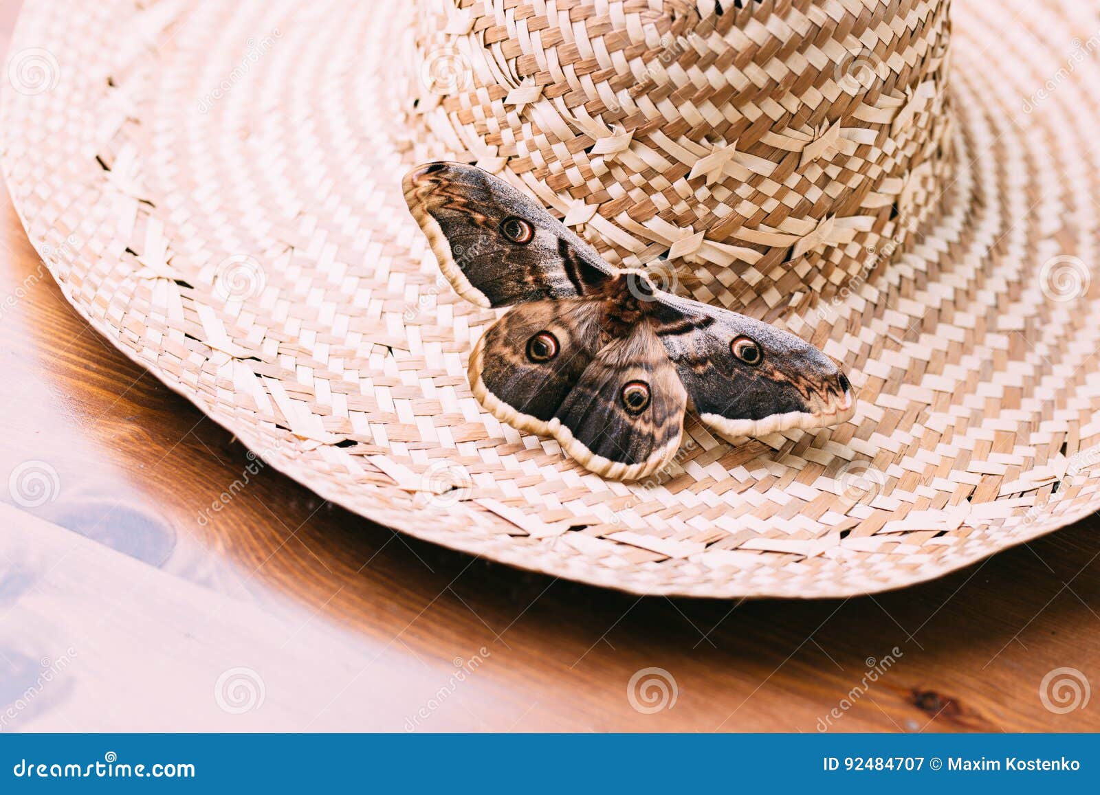 Close Up of Giant Peacock Moth Saturnia Pyri Sitting on Straw Hat ...