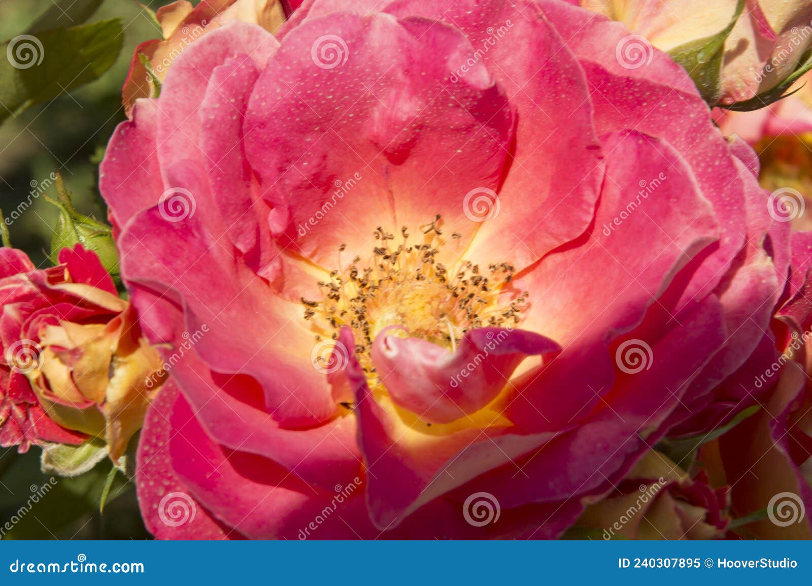 Close-up: Giant Rose Intense Pink Flower Stock Image - Image of rose ...