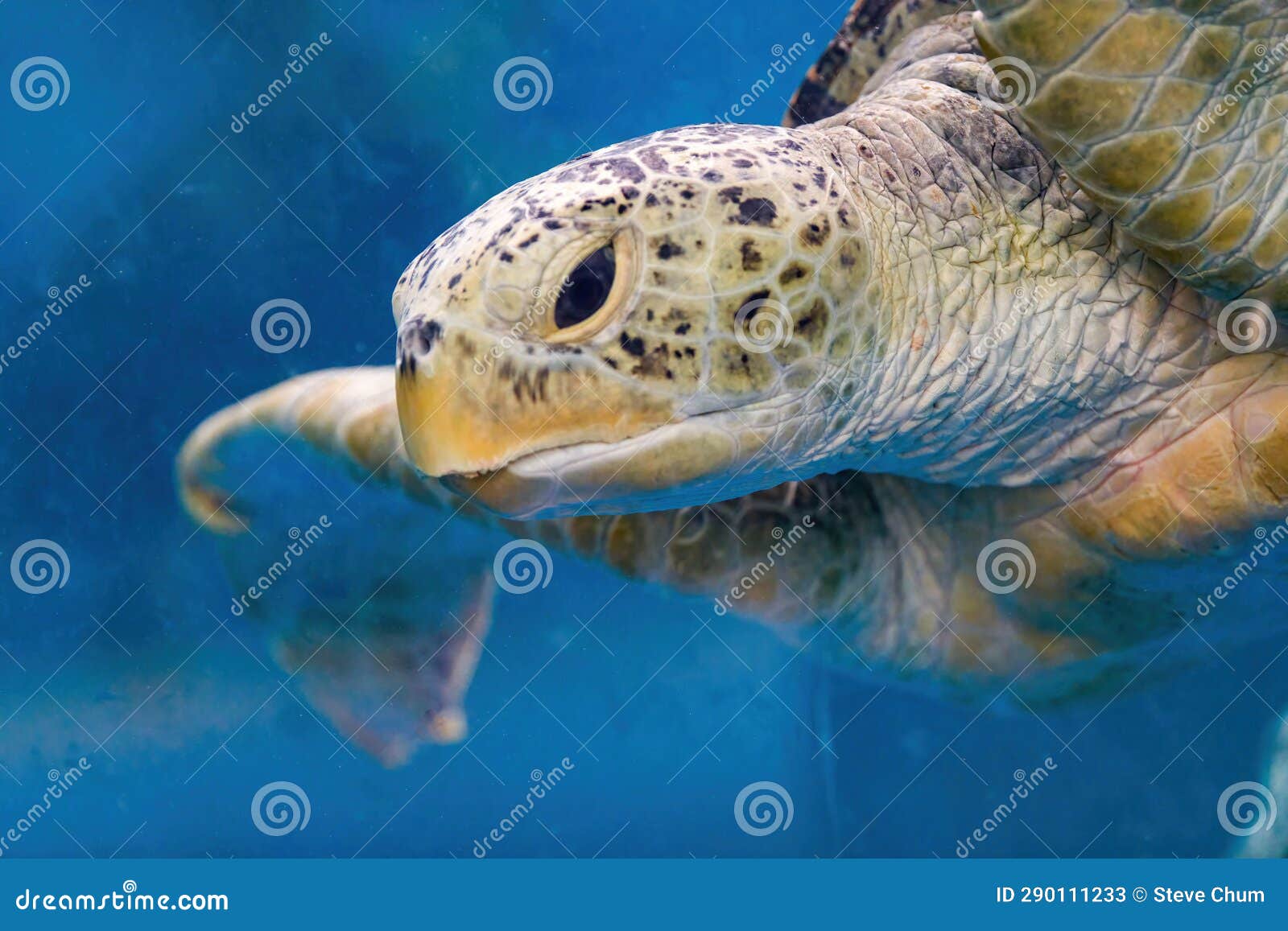 Close-up of a Giant Sea Turtle, Marine Life Stock Image - Image of ...