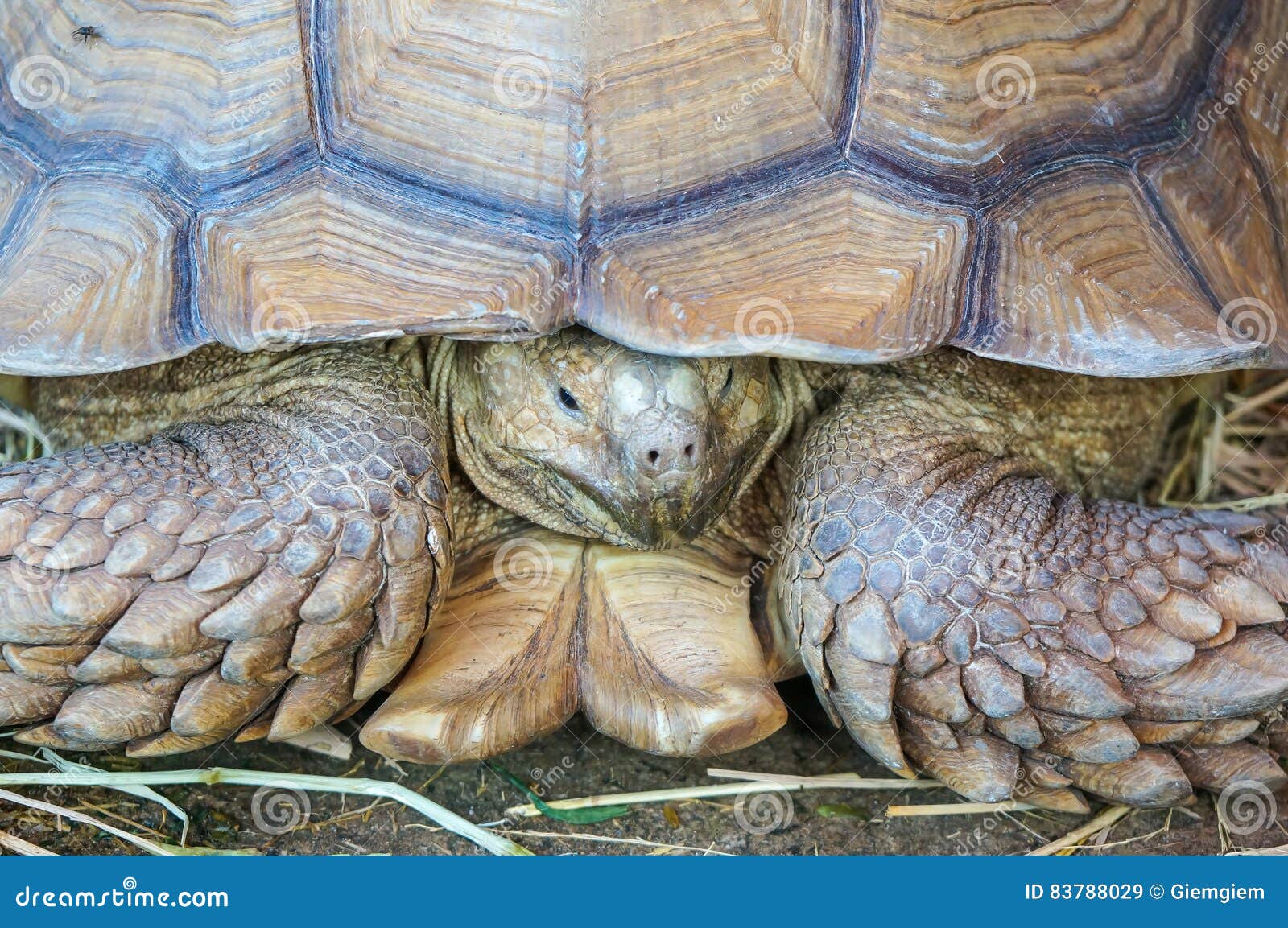 Close-up a Giant Sulcata Turtle Stock Image - Image of close ...