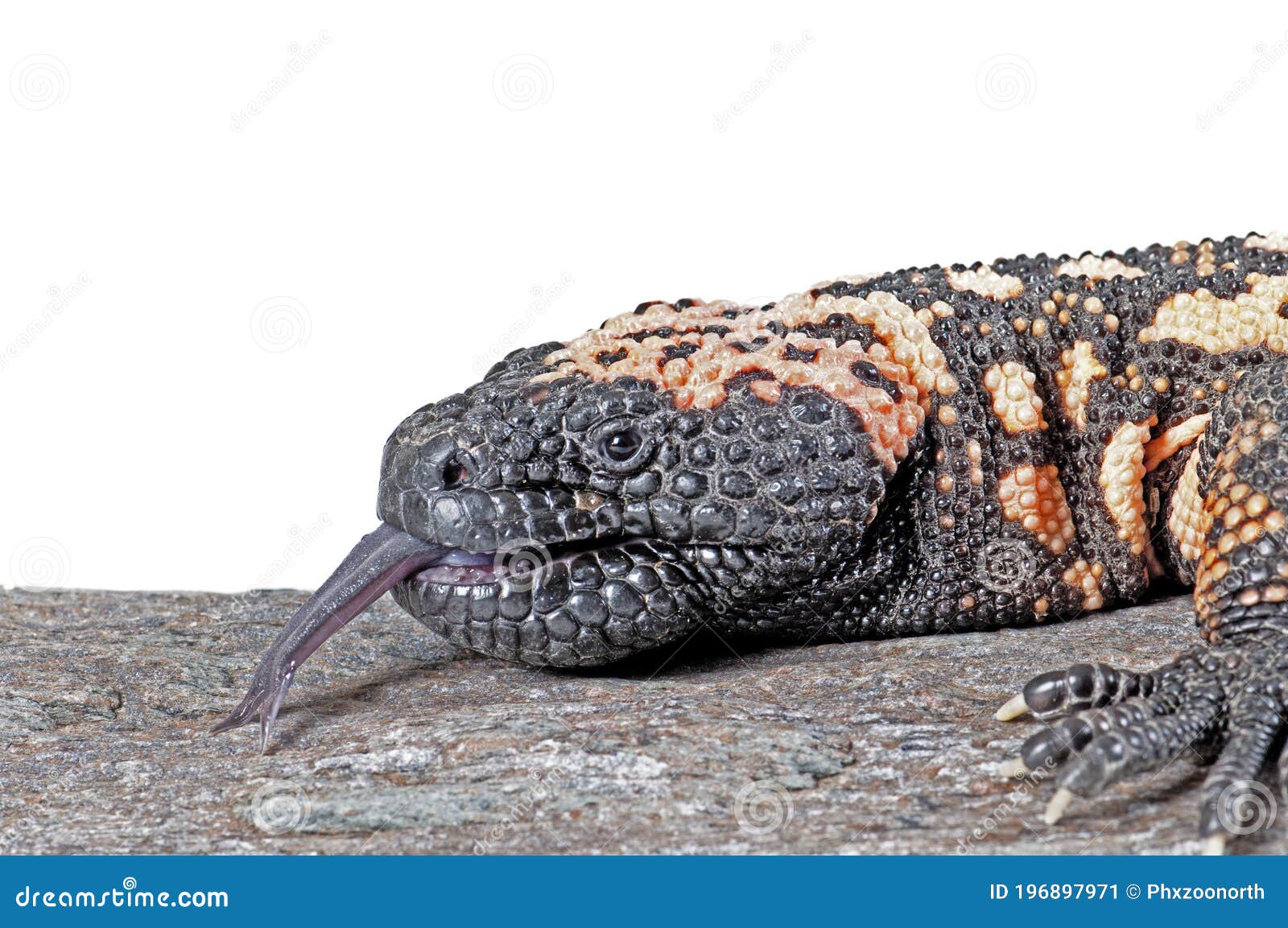 Close Up of a Gila Monster on Rock Isolated on White Stock Image ...