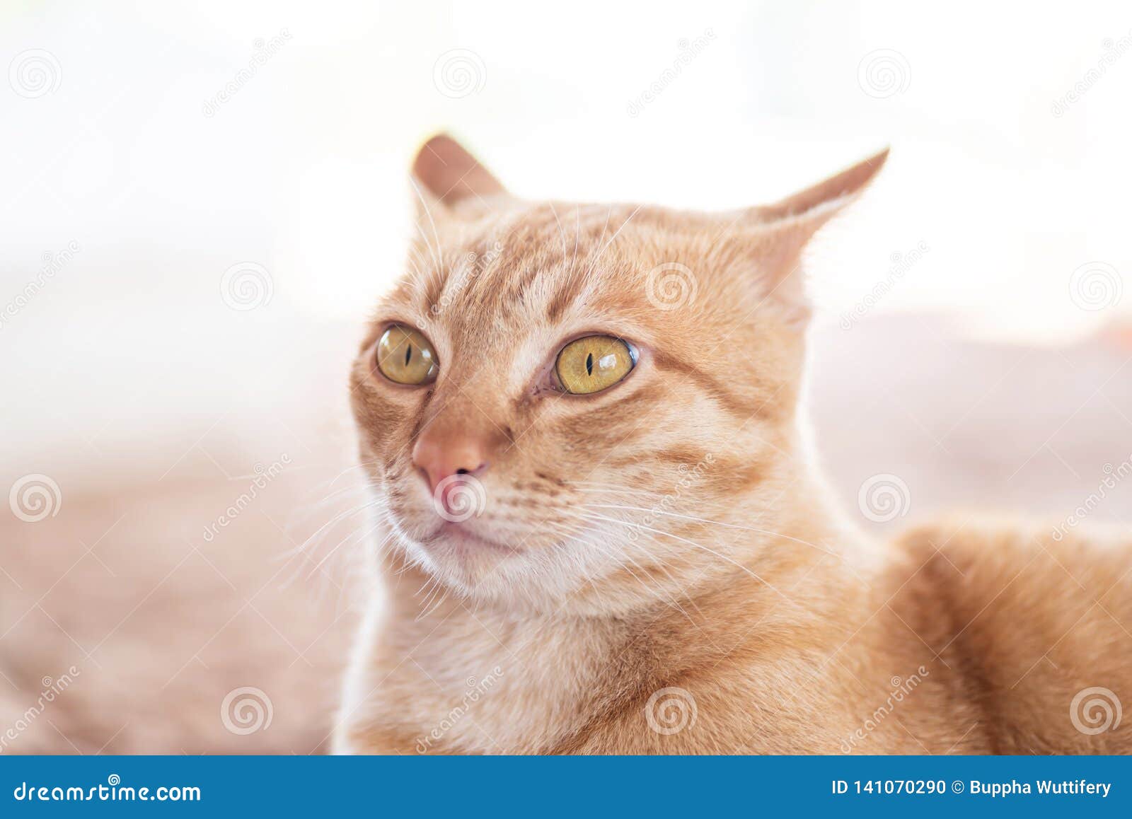 Side view of ginger cat stock photo. Image of domestic - 141070290