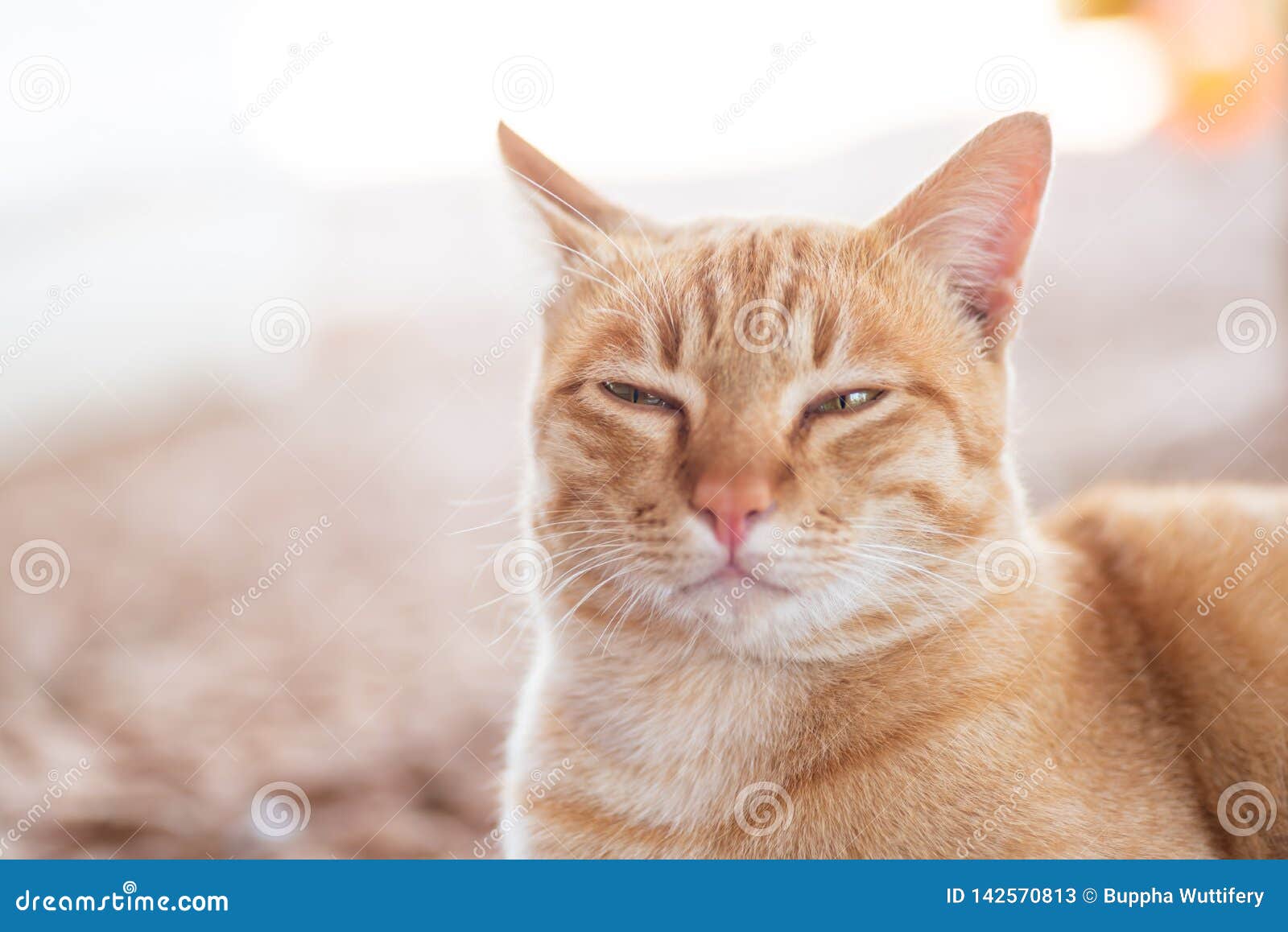 Cute Ginger Cat Looking Something Stock Image Image Of Face Cute