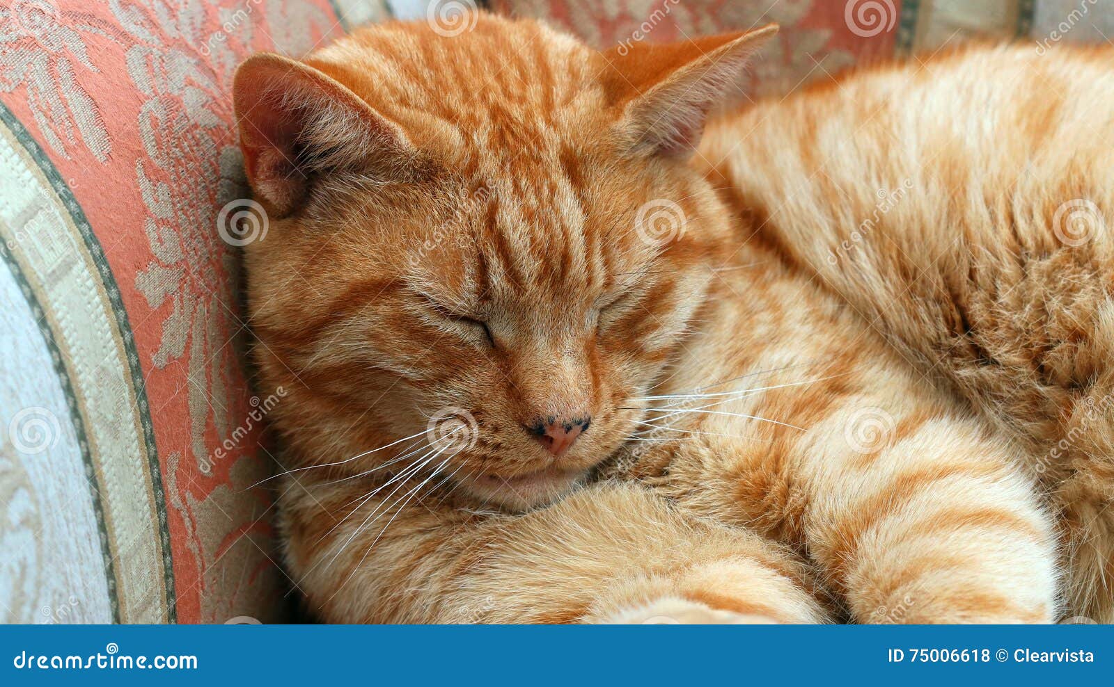 Close Up of a Gingers Cats Face. Stock Photo - Image of face, closeup ...