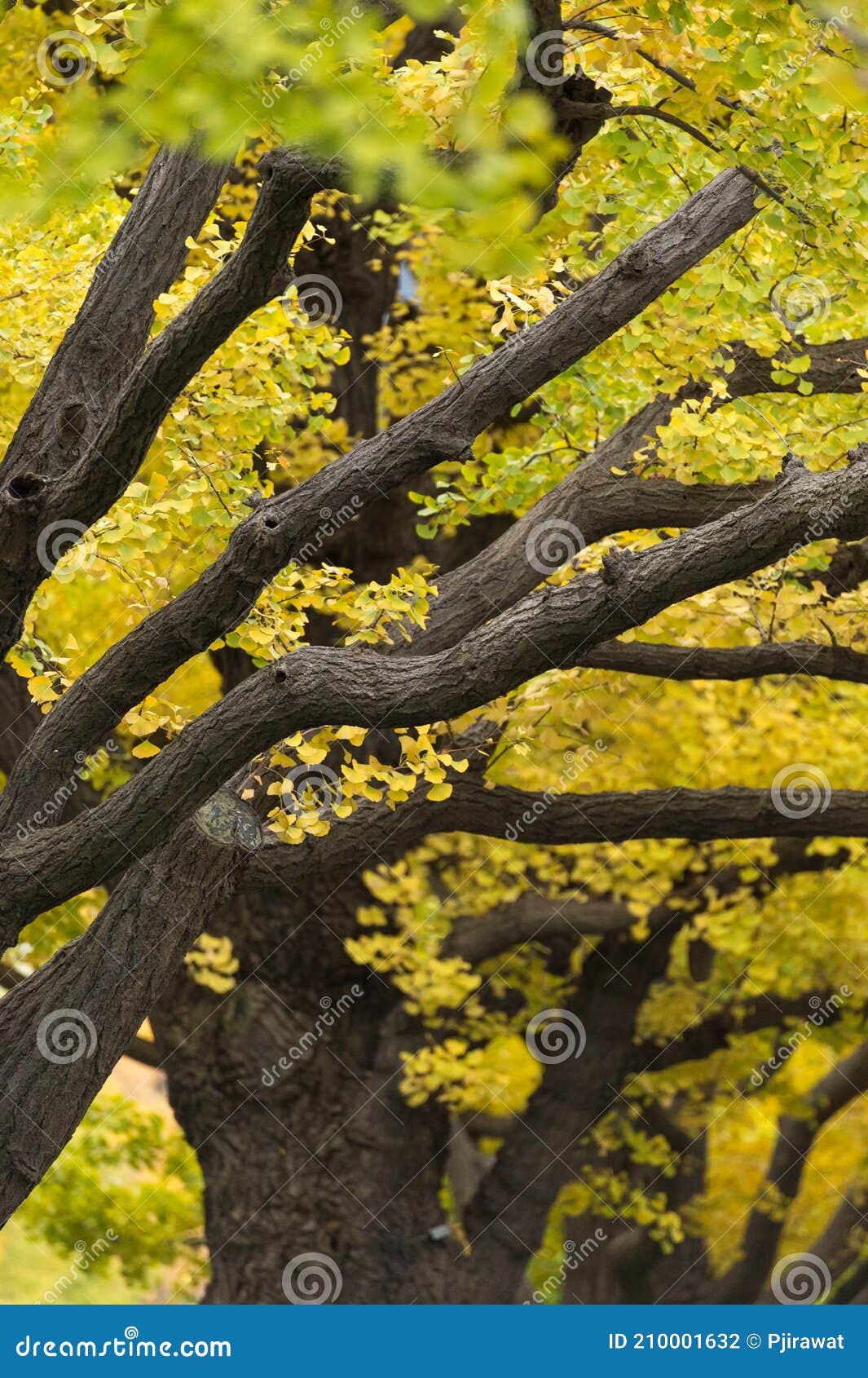 Close-up of Gingko Tree in Autumn Stock Photo - Image of color ...