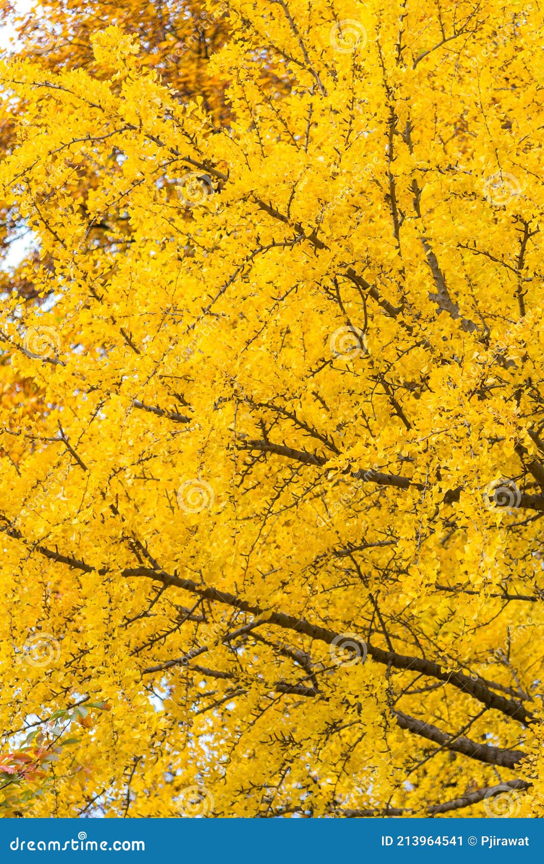 Close-up of Gingko Tree in Autumn Stock Image - Image of color, close ...