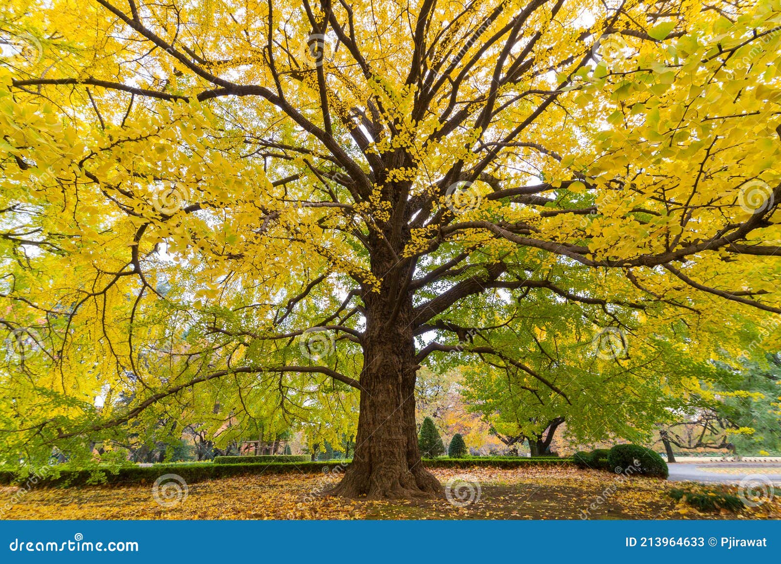 Close-up of Gingko Tree in Autumn Stock Image - Image of foliage, park ...