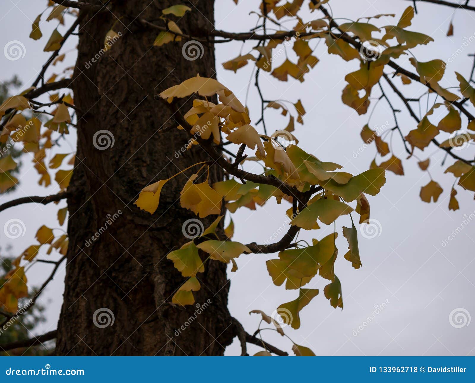 Close-up of a Ginkgo Trunk, Ginkgo Biloba Stock Photo - Image of leaf ...