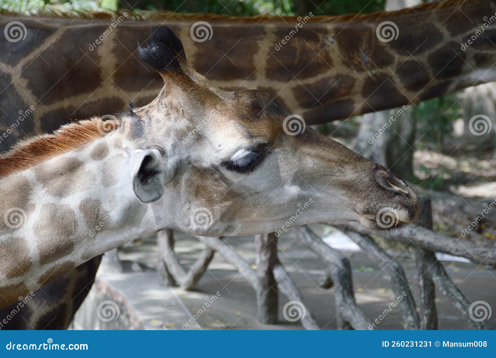 Giraffe in the forest stock image. Image of funny, travel - 260231231