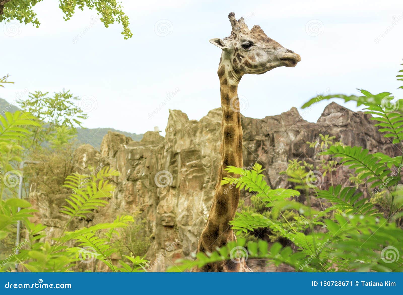 Close-up of a Giraffe in Front of Some Green Trees. Toned Stock Image ...