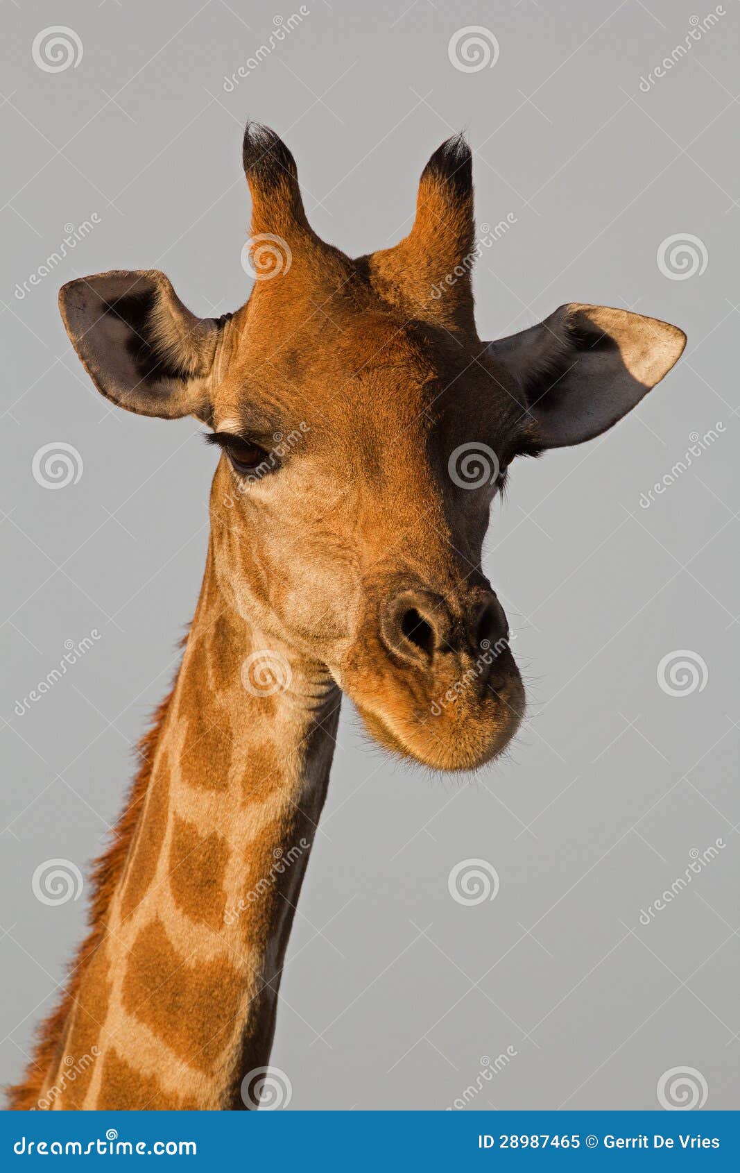 Close-up of Giraffe Head and Neck Stock Image - Image of mammal ...