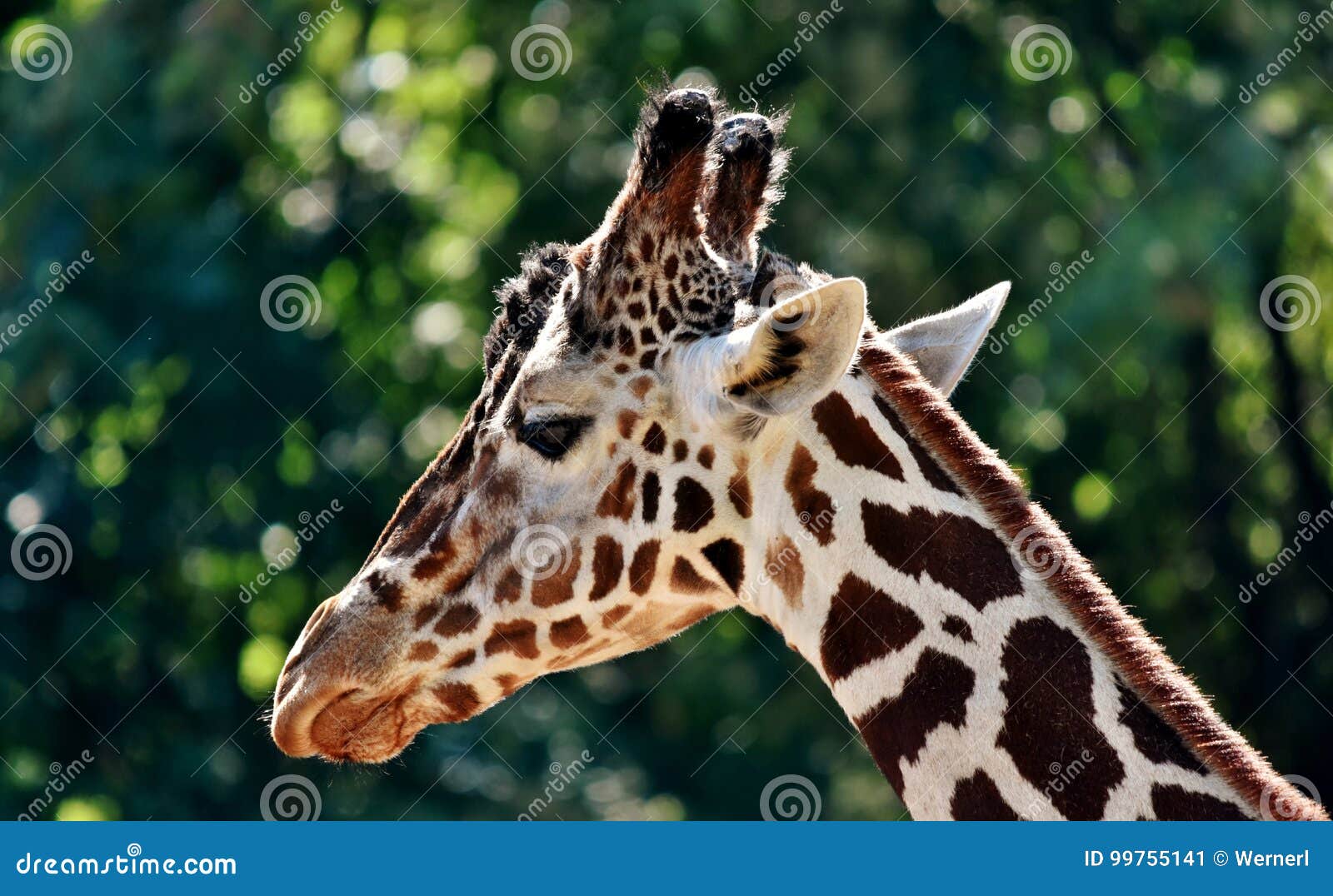 A Giraffe Portrait stock image. Image of animal, beige - 99755141