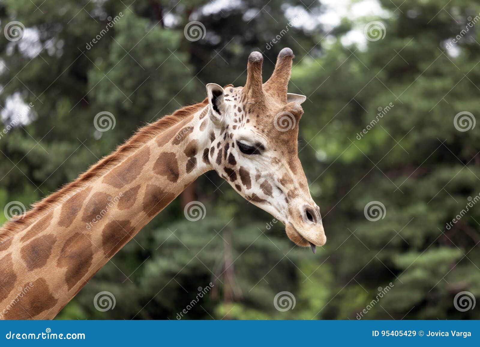 Close Up Giraffe Looks Around Stock Image - Image of cute, camouflage ...