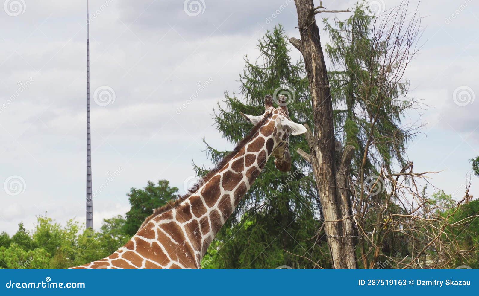 A Close-up of a Giraffe Moving Around in a Zoo Enclosure Stock Video ...
