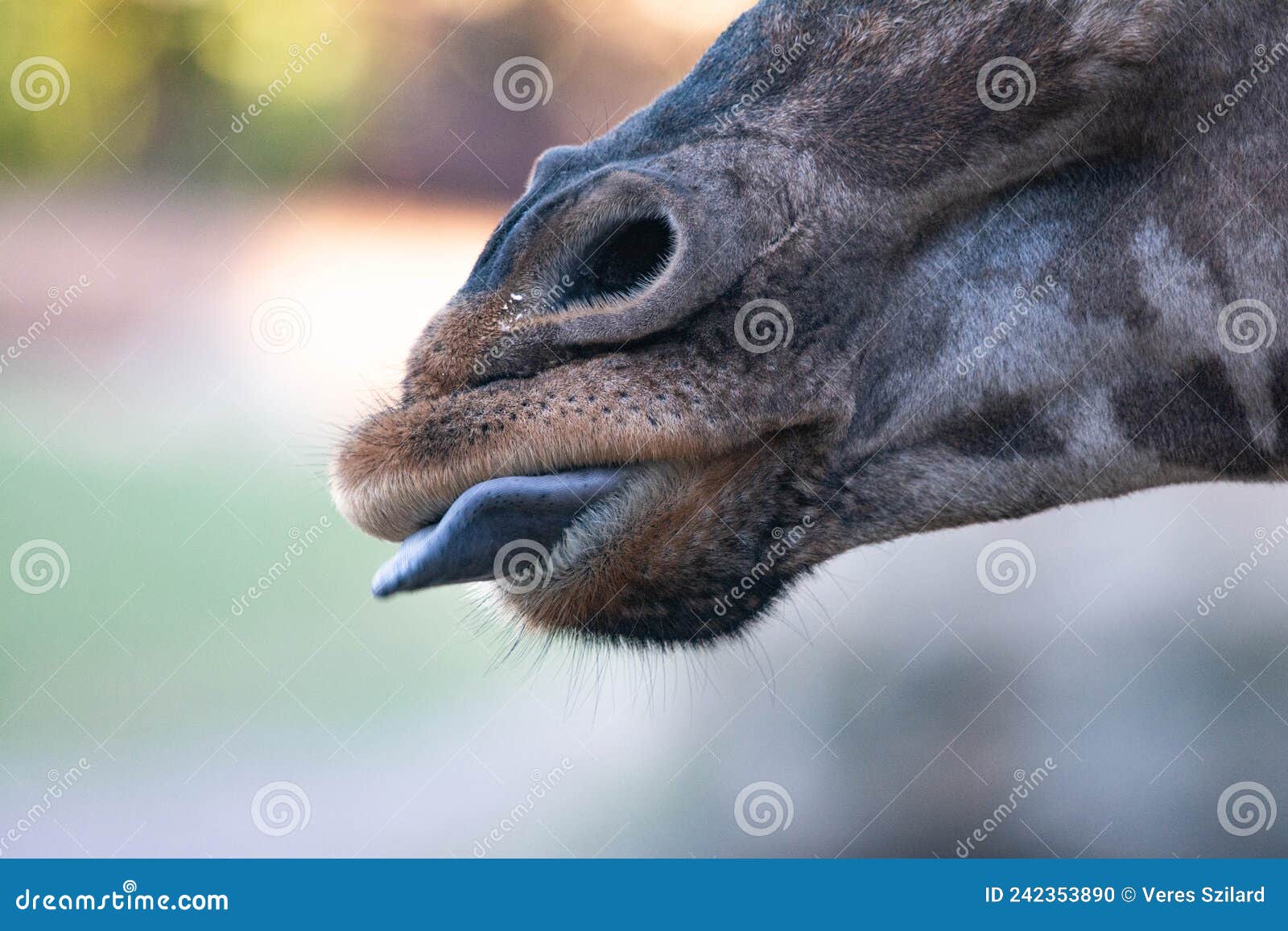 A Close Up of a Giraffe S Mouth and Nose, Giraffa Camelopardalis ...