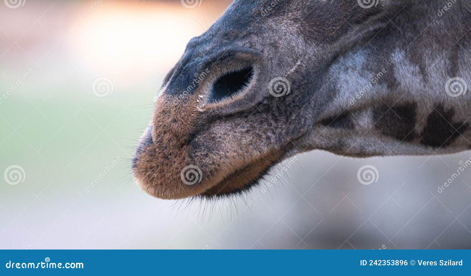 A Close Up of a Giraffe S Mouth and Nose, Giraffa Camelopardalis ...