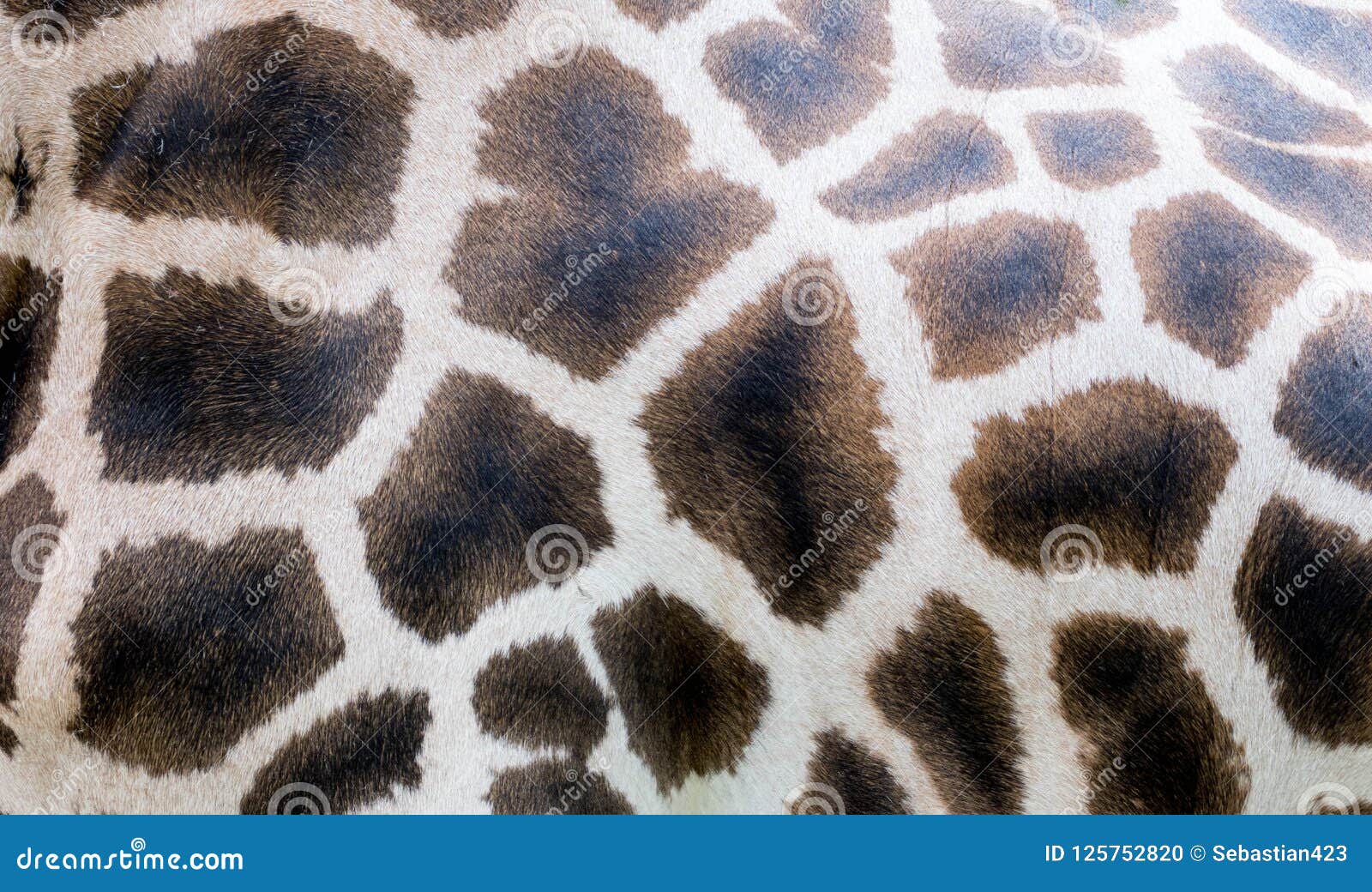Close-up of Giraffe Skin, Nature Pattern, Background Stock Photo ...
