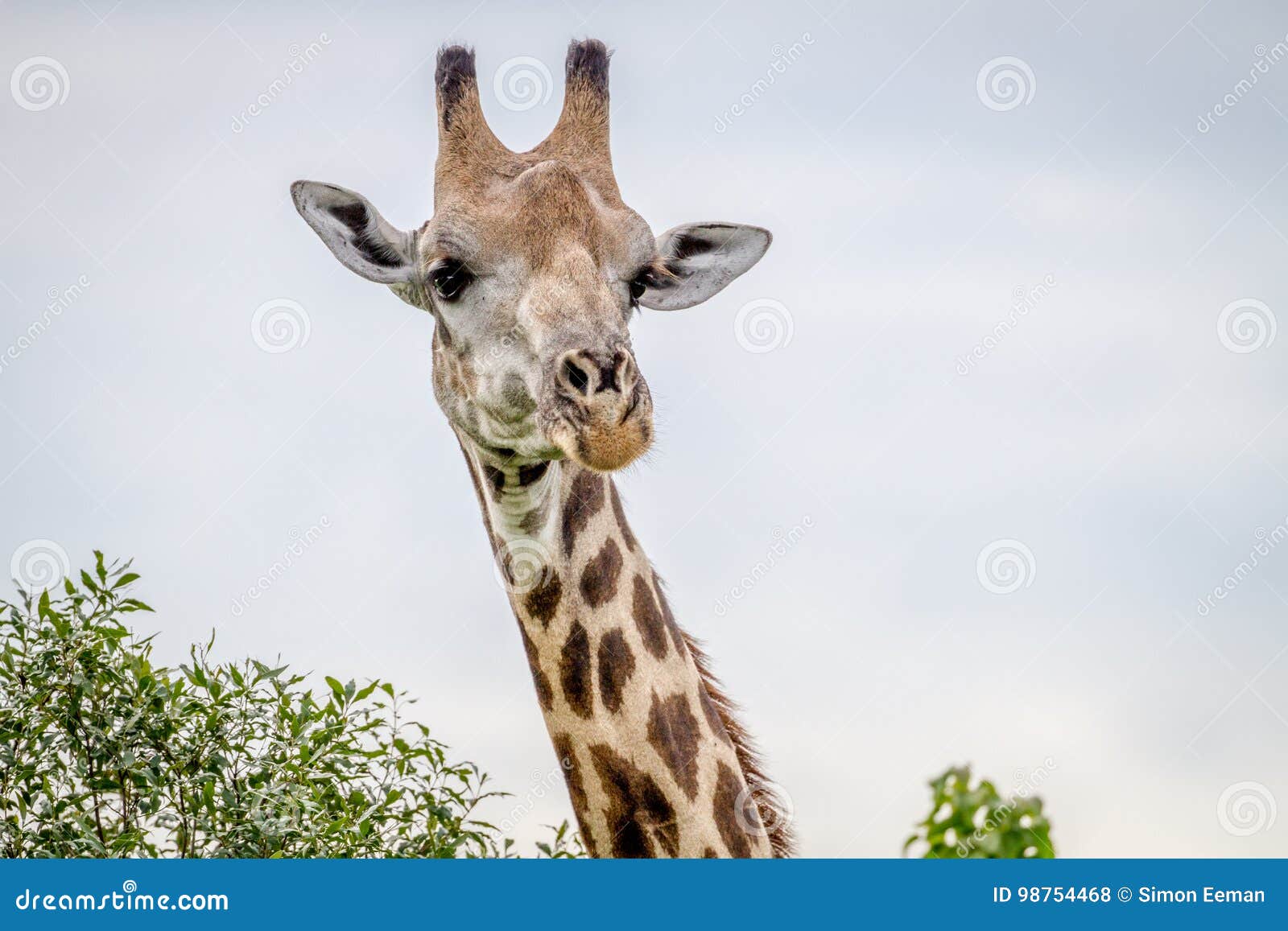 Close Up of a Giraffe Starring at the Camera. Stock Photo - Image of ...