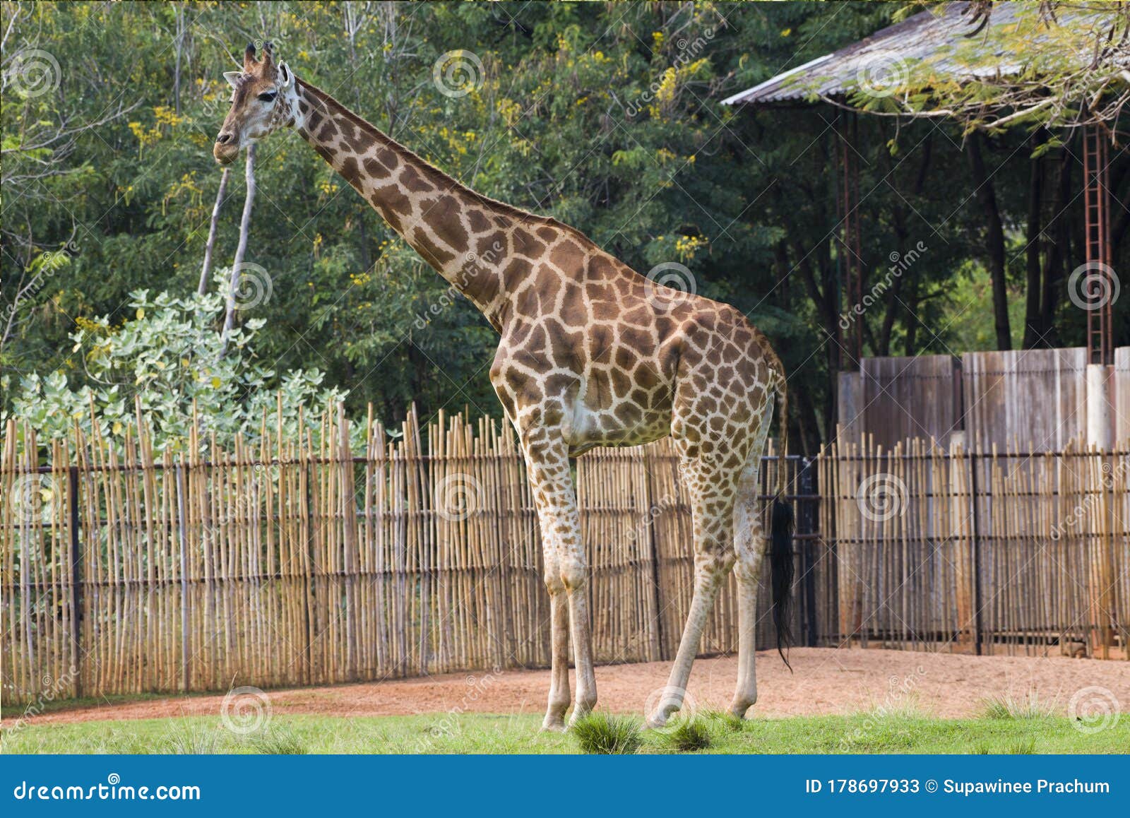 Close-up of a Giraffe Walking in the Zoo Stock Image - Image of ...