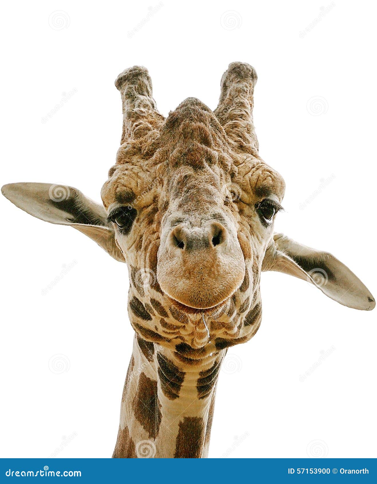 Close-up of Giraffe with White Background Stock Photo - Image of ...