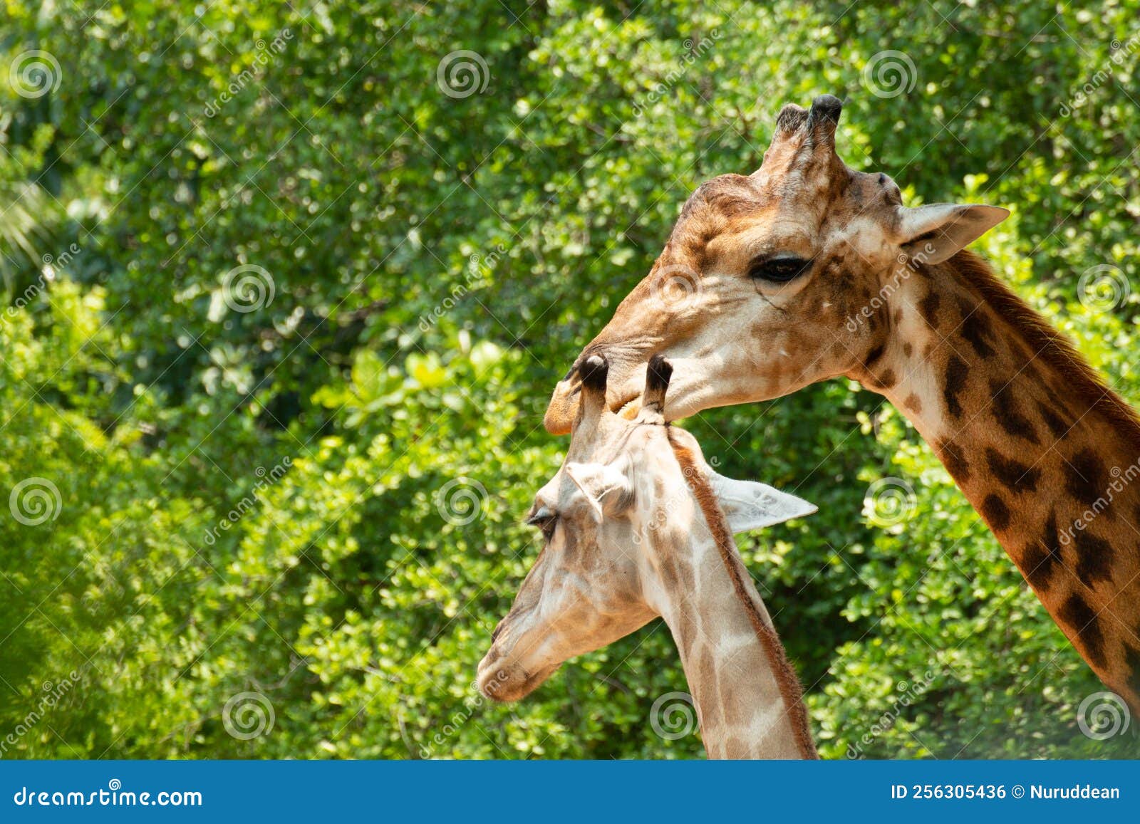 Close up of a giraffes stock photo. Image of neck, looking - 256305436