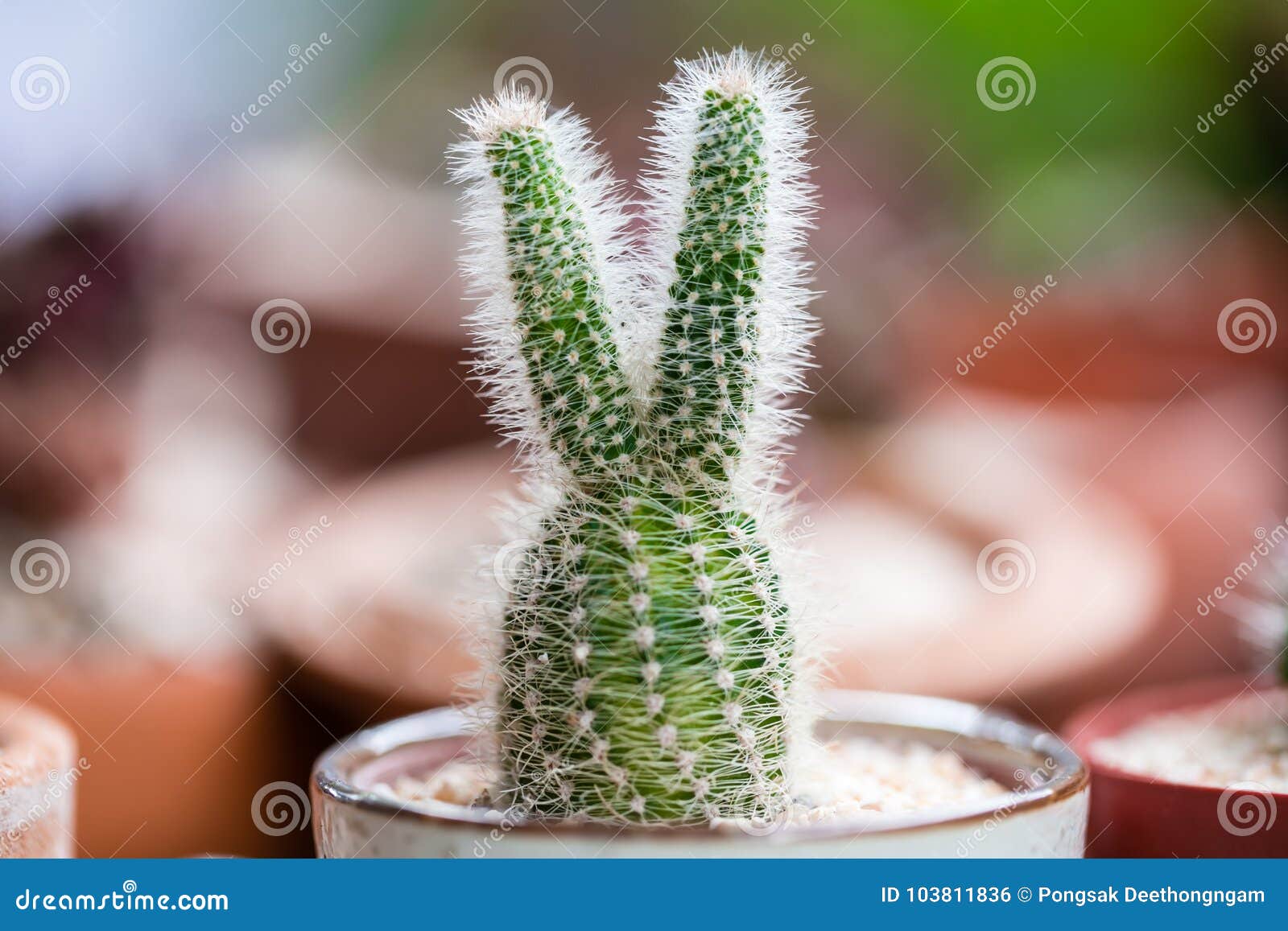 Close Up of Globe Shaped Cactus Stock Photo - Image of existence, leaf ...