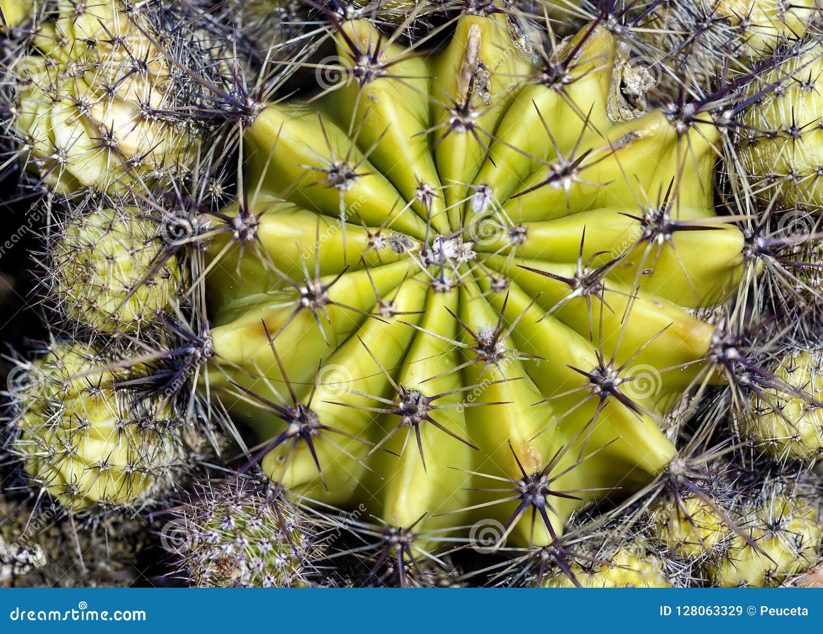 Close Up of Globe Shaped Cactus Stock Image - Image of shaped, cactus ...