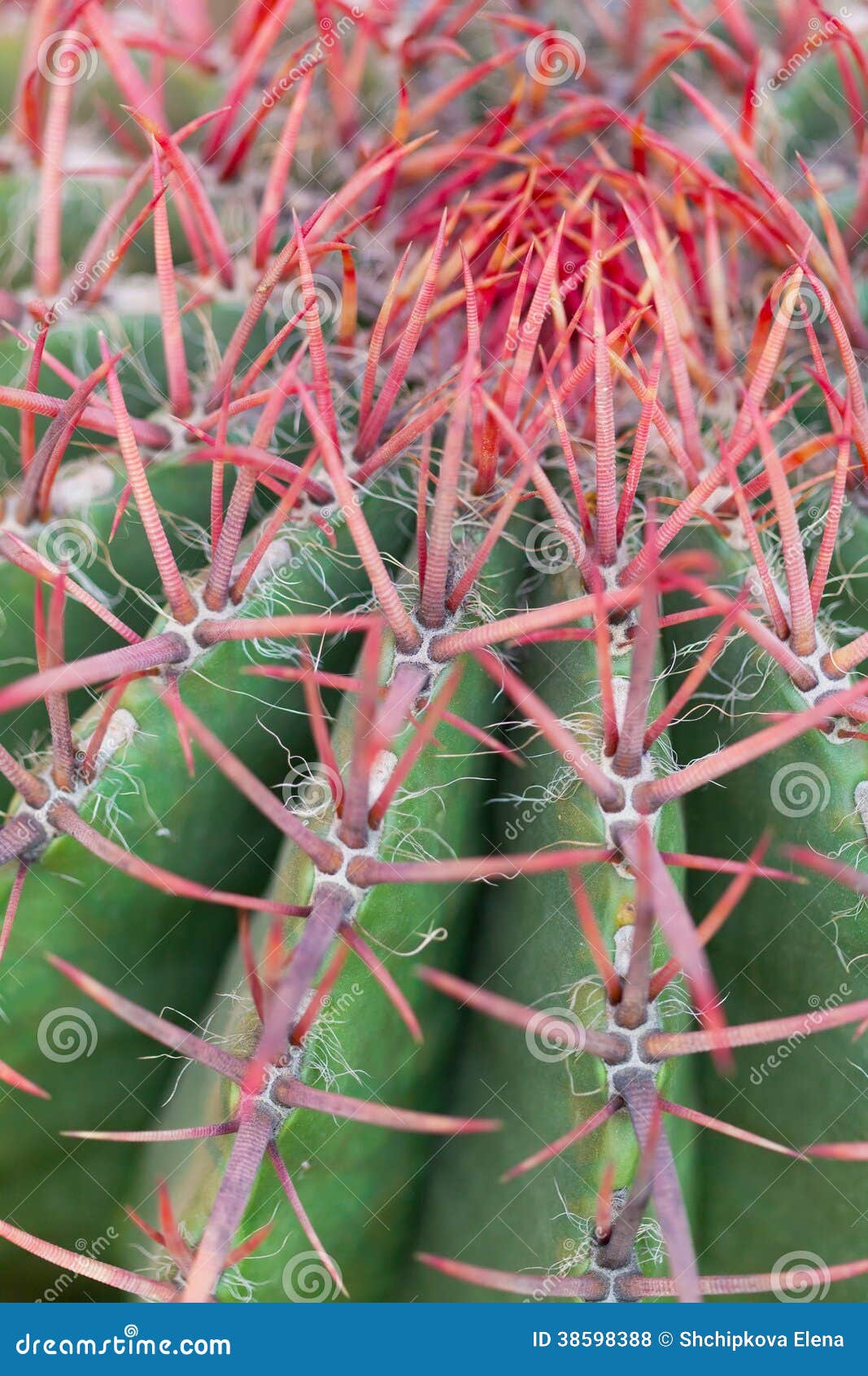 Close Up of Globe Shaped Cactus Stock Photo - Image of growth, detail ...