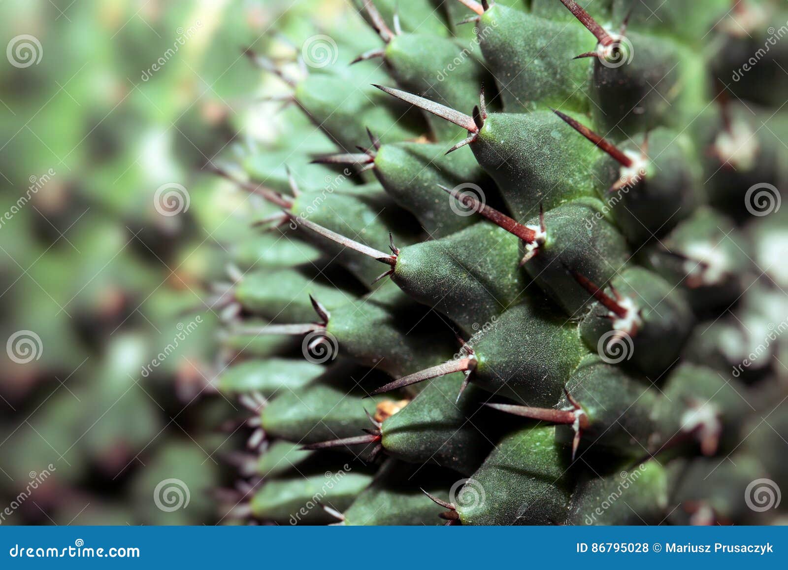 Close Up of Globe Shaped Cactus with Long Thorns Stock Photo - Image of ...