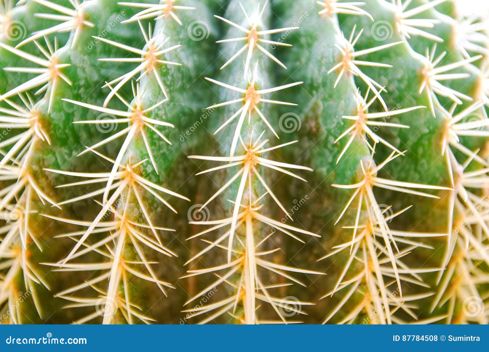 Close Up of Globe Shaped Cactus with Long Thorns Stock Photo - Image of ...