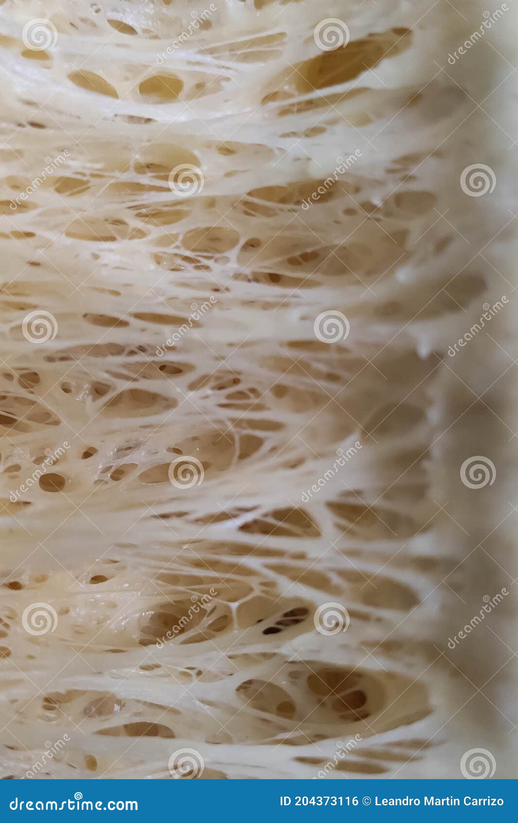 Close-up of the Gluten Network Stock Photo - Image of pizza, chemistry ...