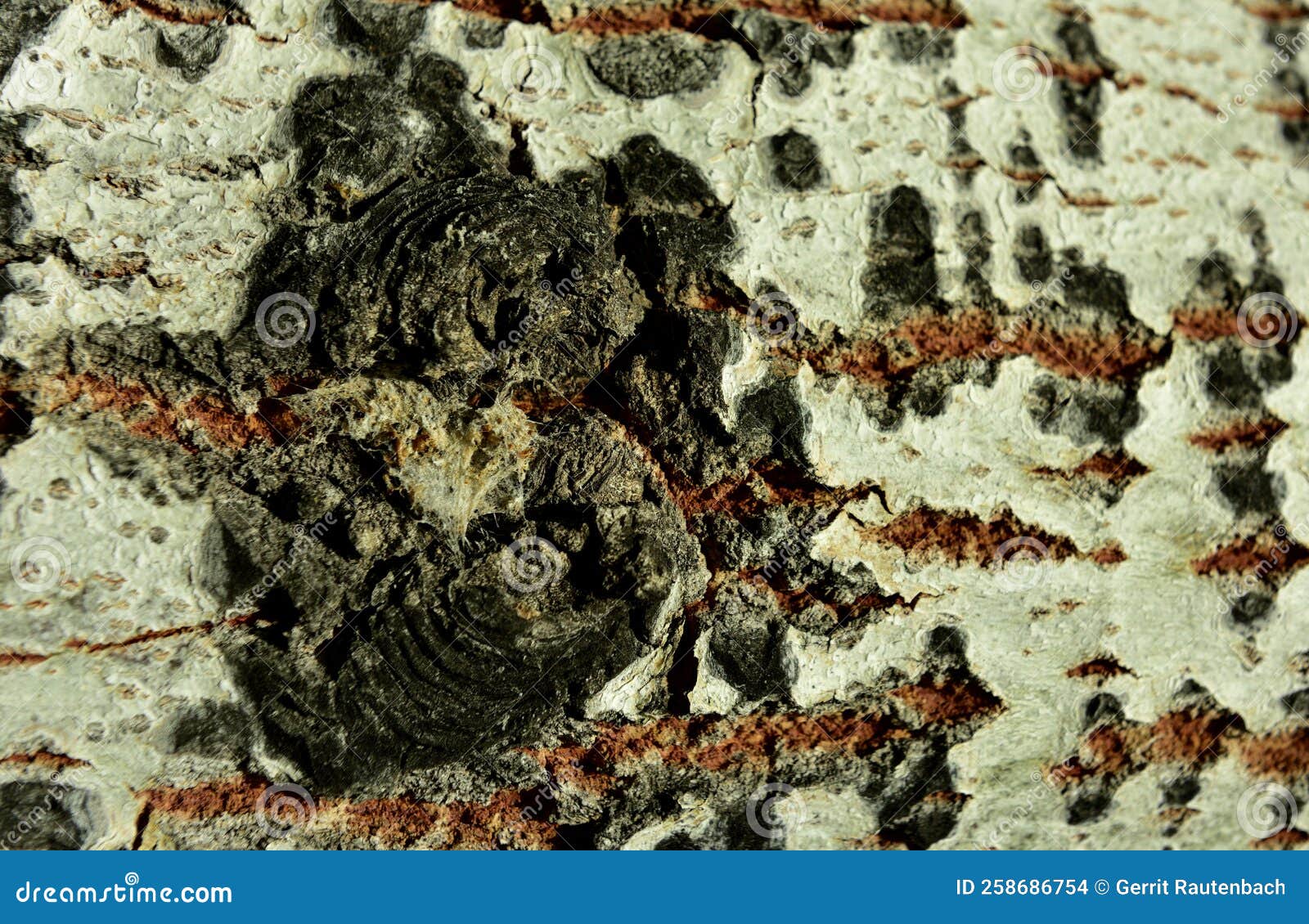 Close-up on a Gnarly Tree Trunk Revealing Artistic Patterns Stock Photo ...