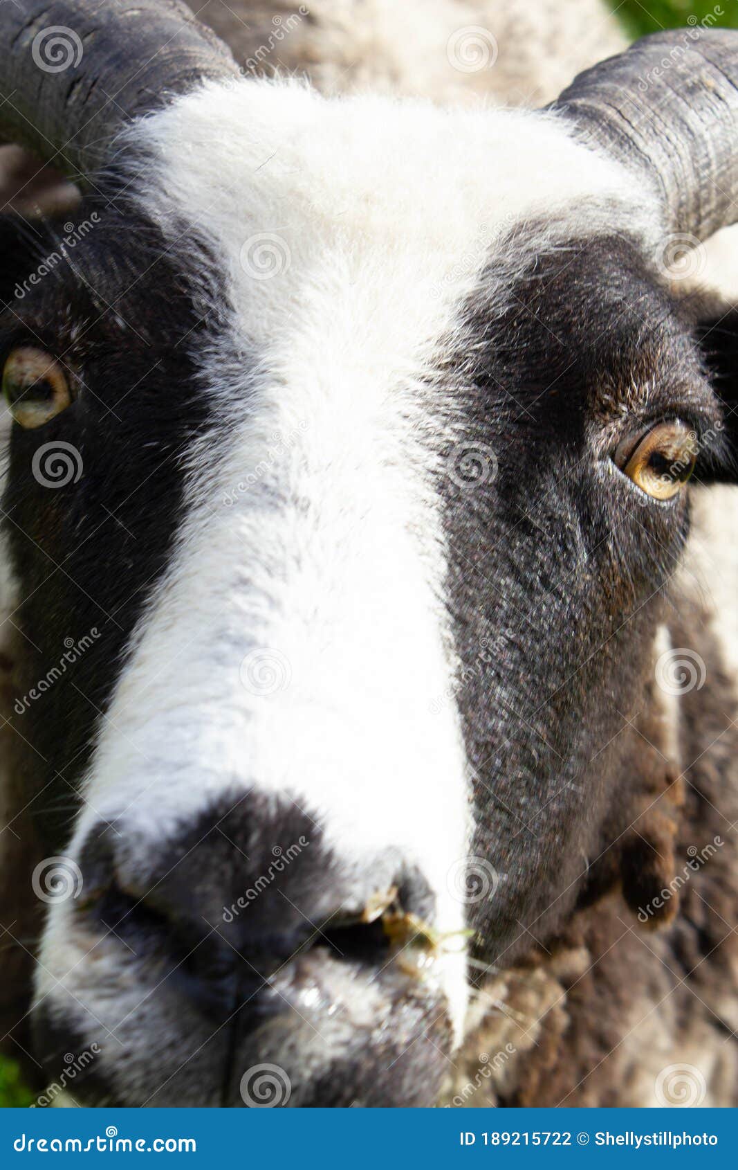 Close Up of a Goat Eye and Face Stock Photo - Image of face, closeup ...