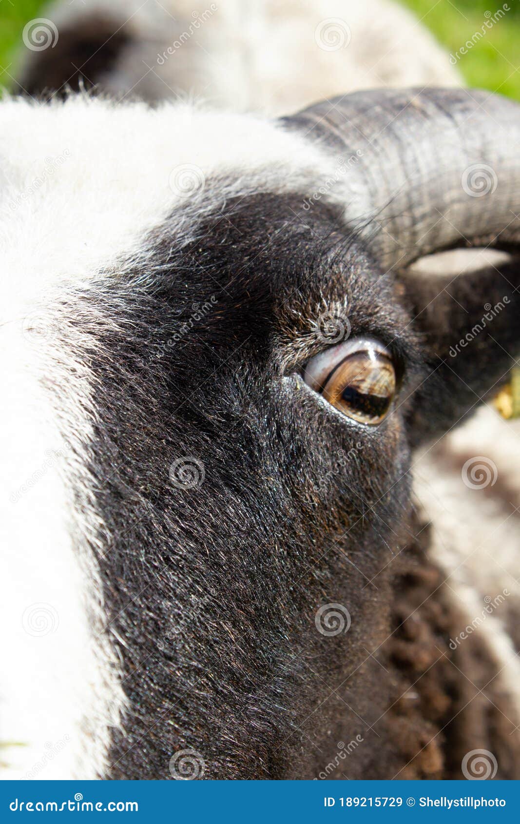 Close Up of a Goat Eye and Face Stock Image - Image of horn ...