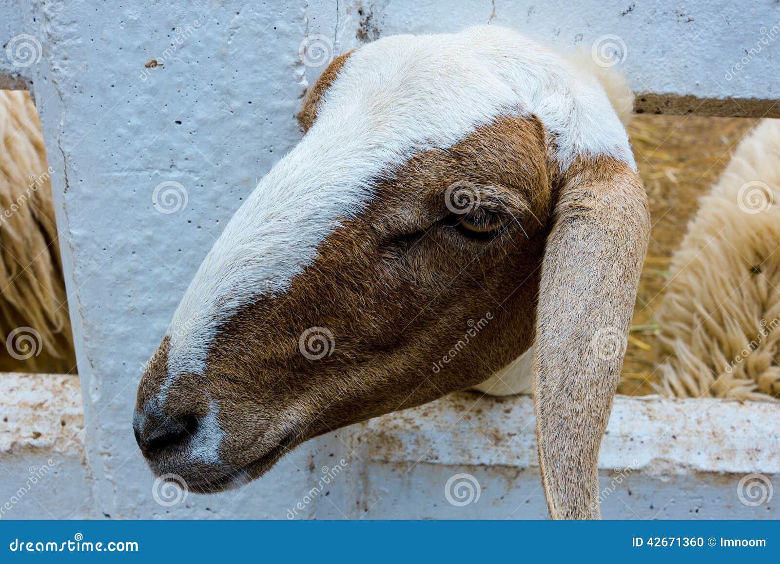 Close-up Goat Face stock photo. Image of country, looking - 42671360