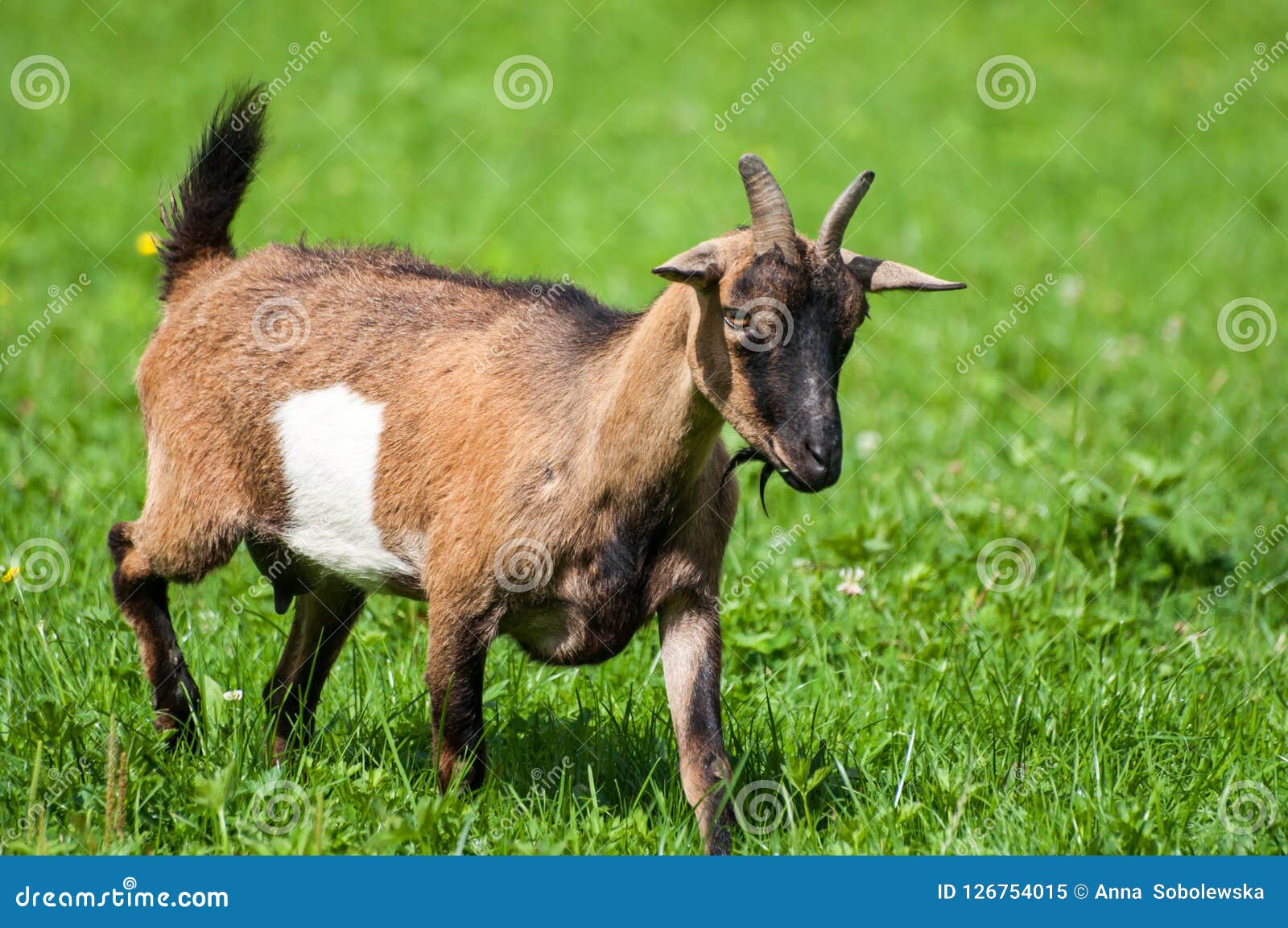 Close-up of Goat Grazing on Pasture Stock Image - Image of looking ...