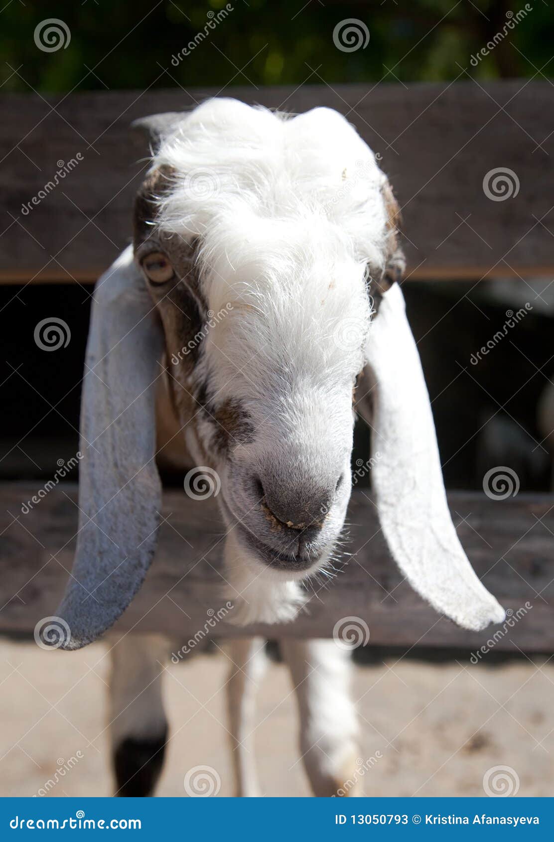 Close-up of goat head stock image. Image of sacrifice - 13050793