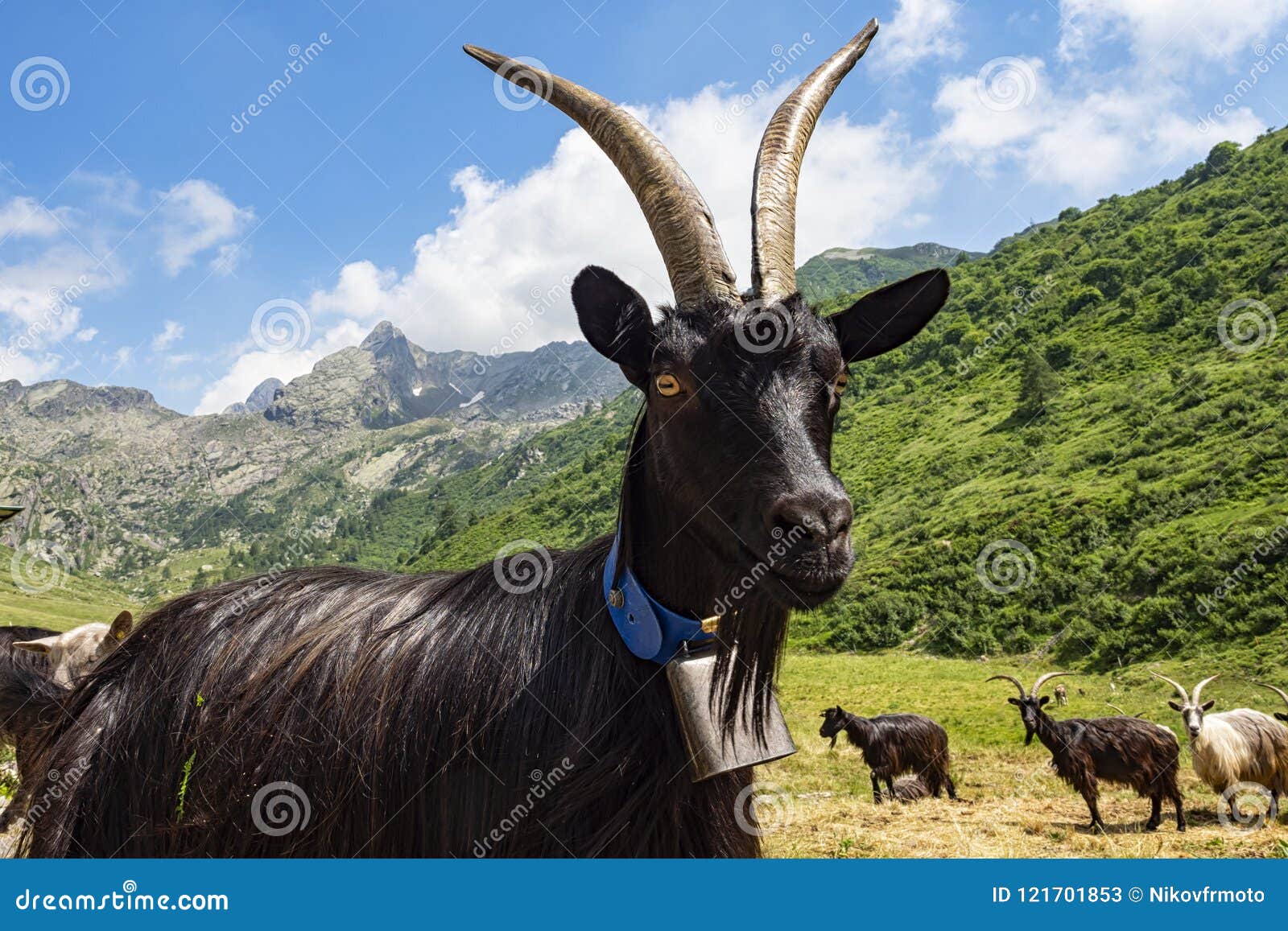 Goat in the alps close-up stock image. Image of close - 121701853