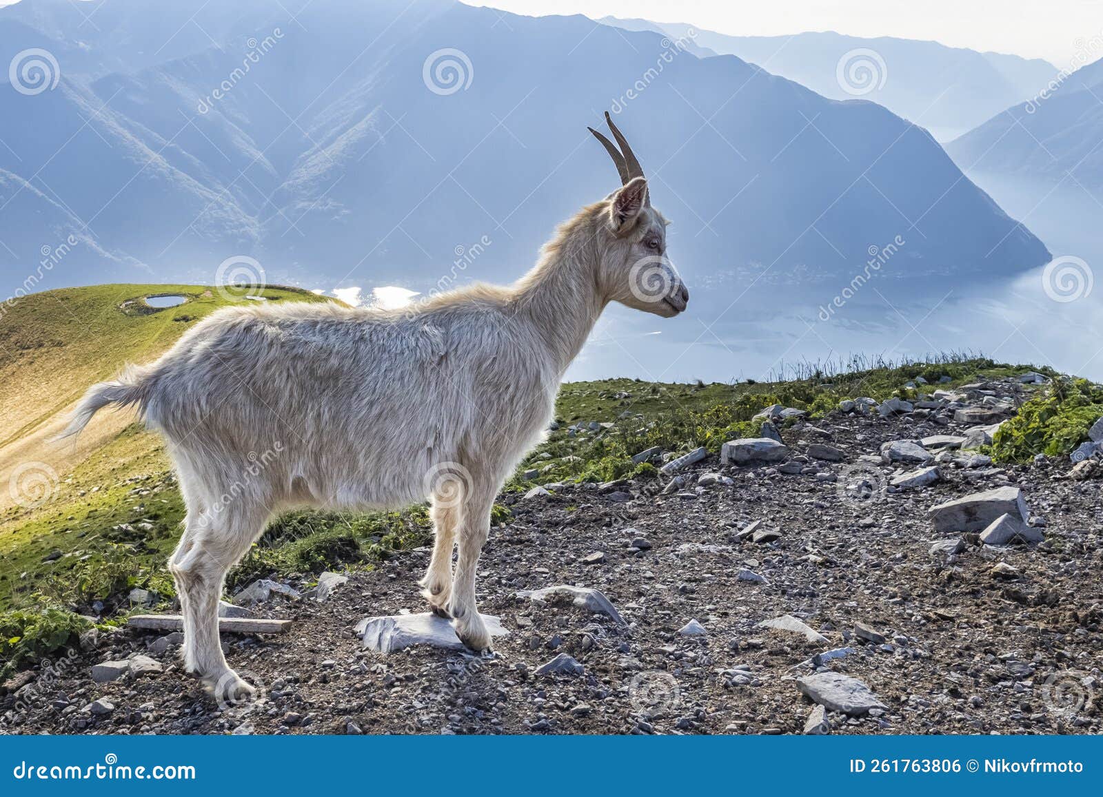Close-up of a Goat in the Italian Alps Stock Photo - Image of long ...