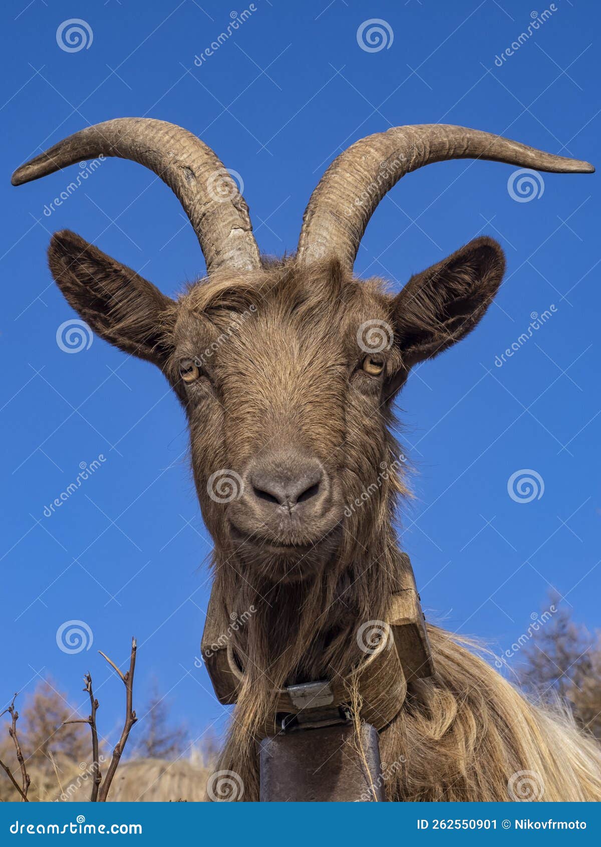 Close-up of a Goat in the Italian Alps Stock Image - Image of ibex ...