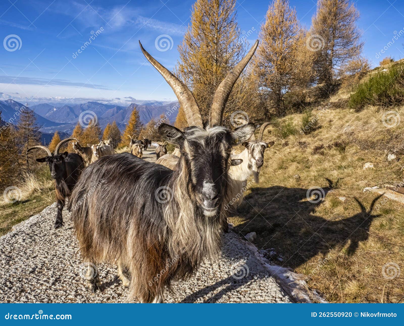 Close-up of a Goat in the Italian Alps Stock Photo - Image of long ...
