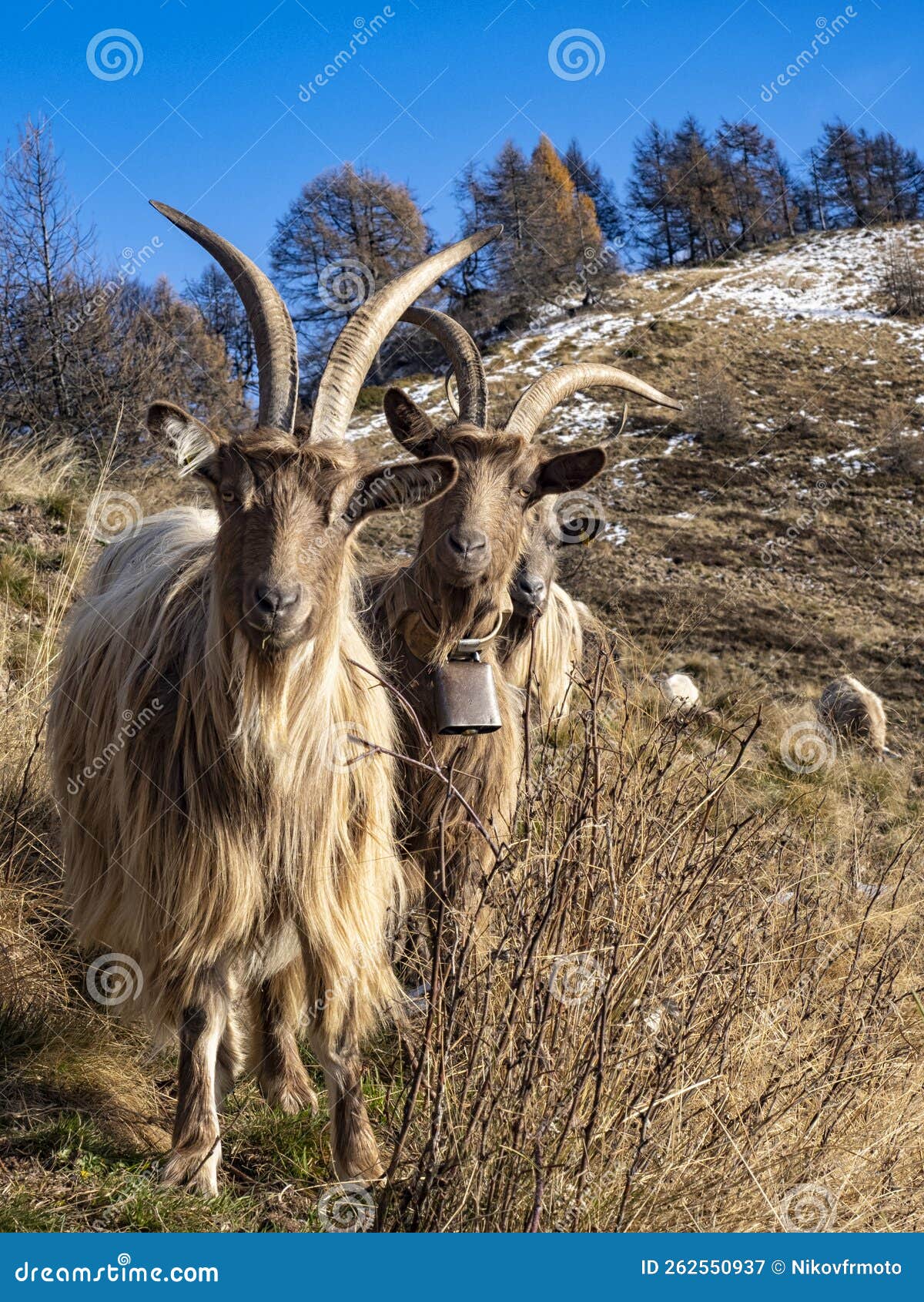 Close-up of a Goat in the Italian Alps Stock Image - Image of horn ...