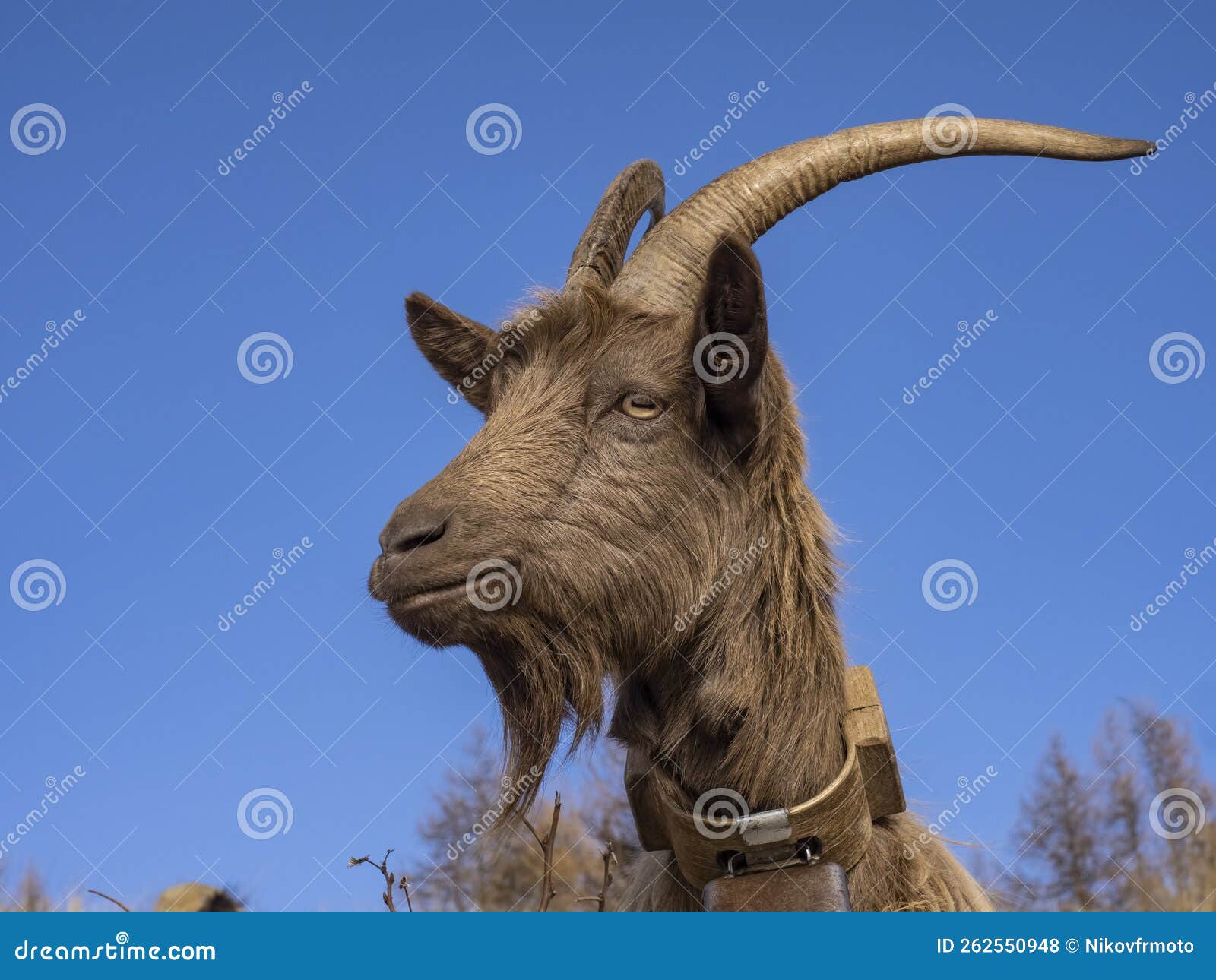 Close-up of a Goat in the Italian Alps Stock Photo - Image of furry ...